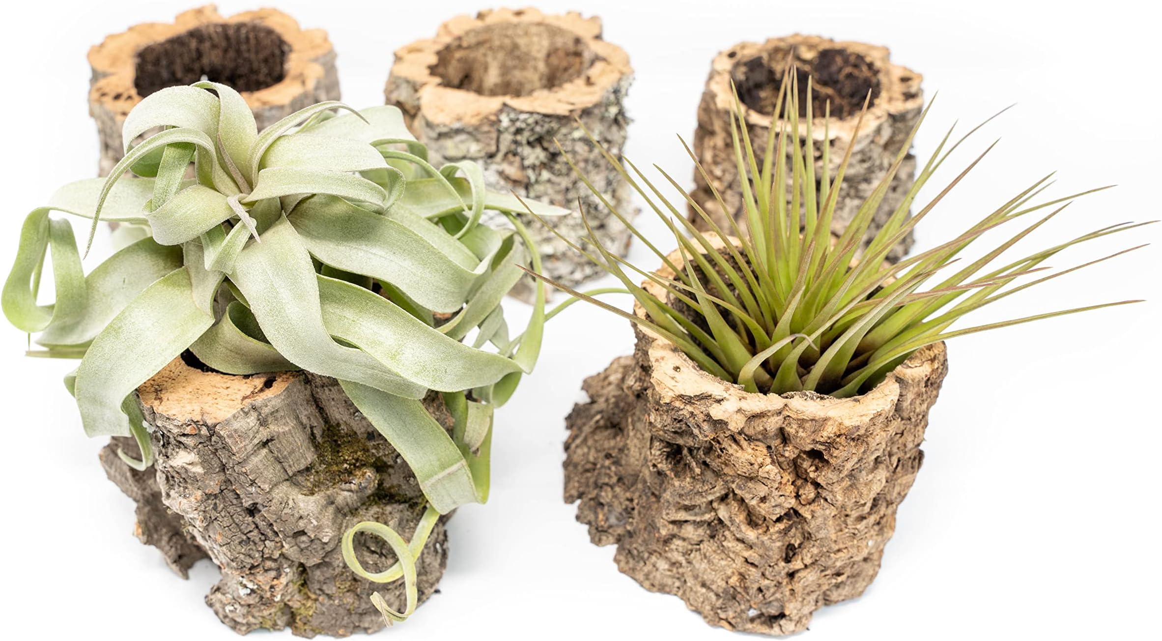 Amazon.com : Air Plant Shop Medium Tabletop Cork Bark Display with 3 ...