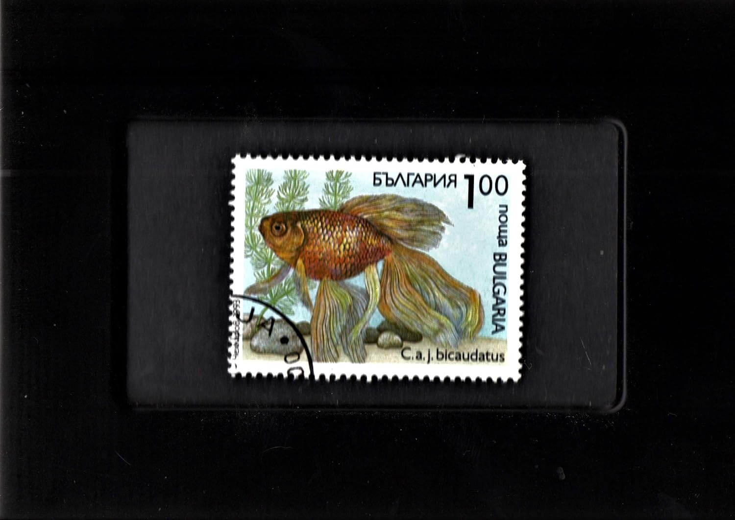 Amazon.com: Tchotchke Stamp Art - Framed Collectible Postage Stamp ...