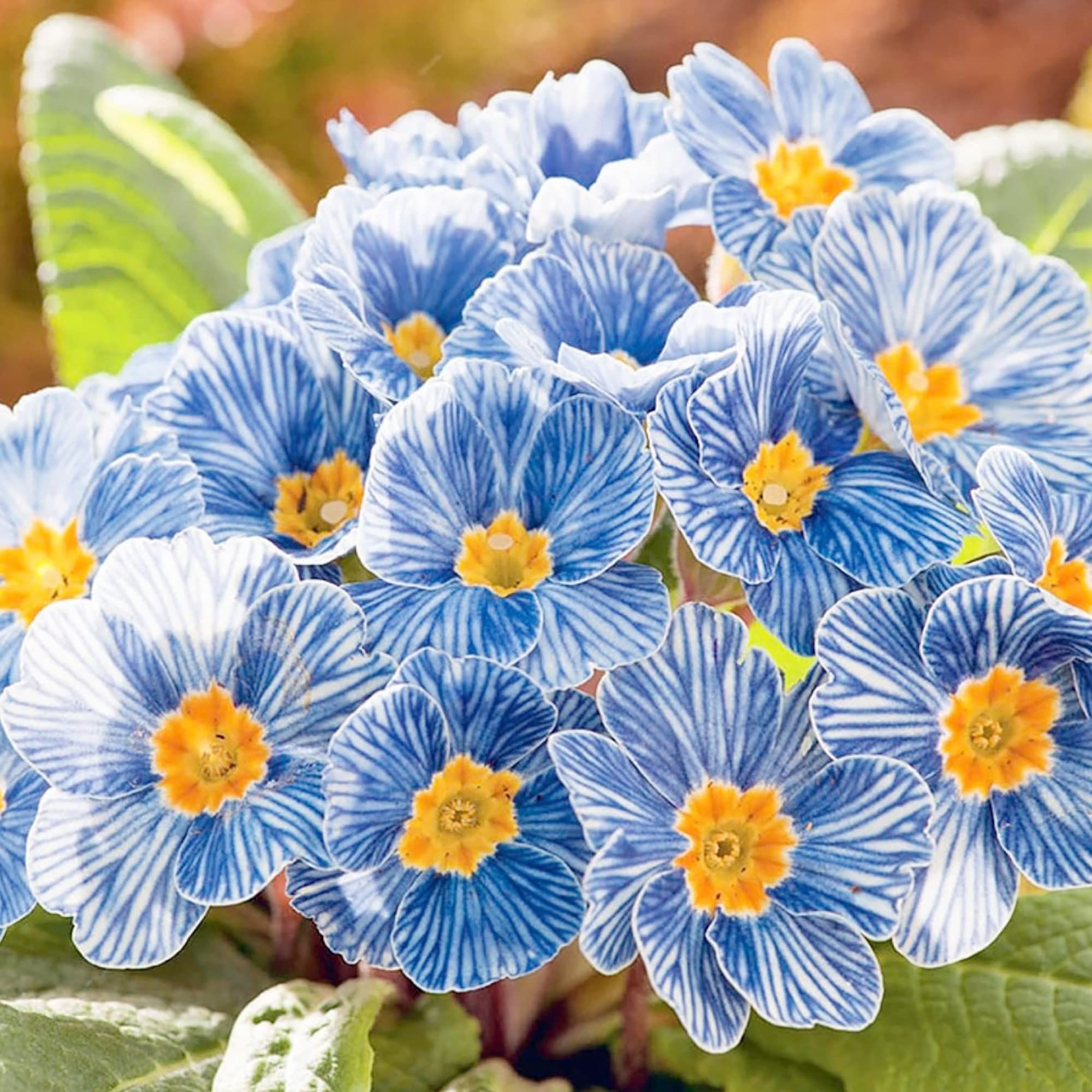 Blue Primrose Flower