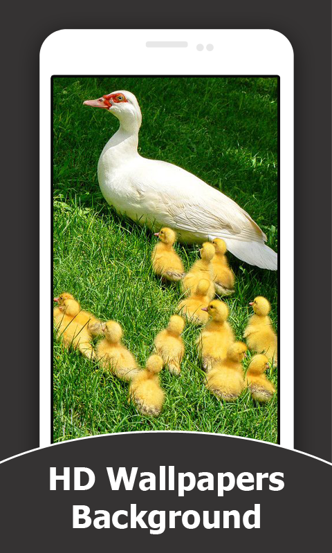 Duck Wallpapers