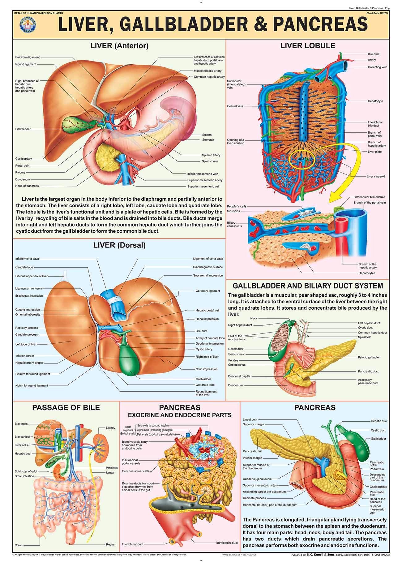 Buy HP23S | TeachingNest | Liver, Gall bladder & Pancreas Chart 70x100 ...