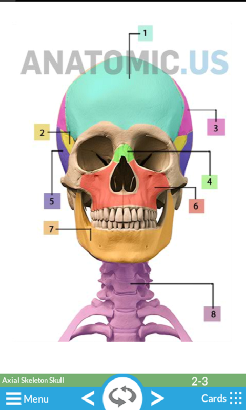 ANATOMY FLASHCARDS - App on Amazon Appstore