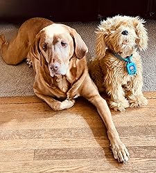 Amazon.com: My Fuzzy Friends Sky Rocket Moji Interactive Labradoodle ...