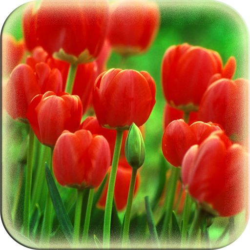 Flower Wallpaper - App on Amazon Appstore