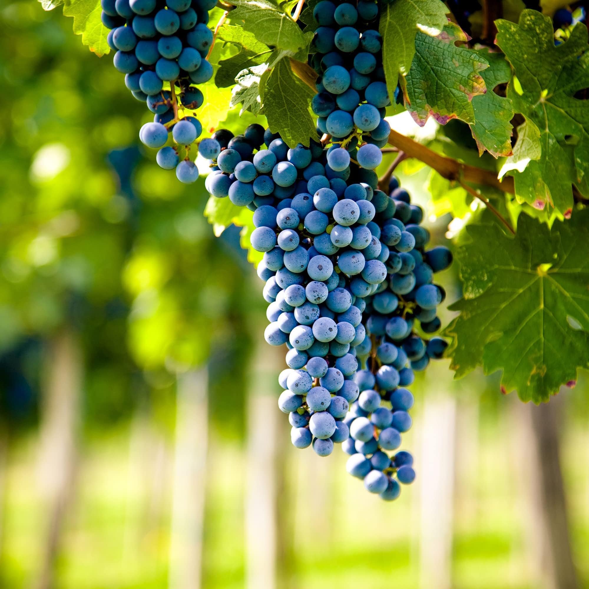 Amazon.com : 20Pcs Wine Grape Seeds for Planting Fresh Sweet and ...