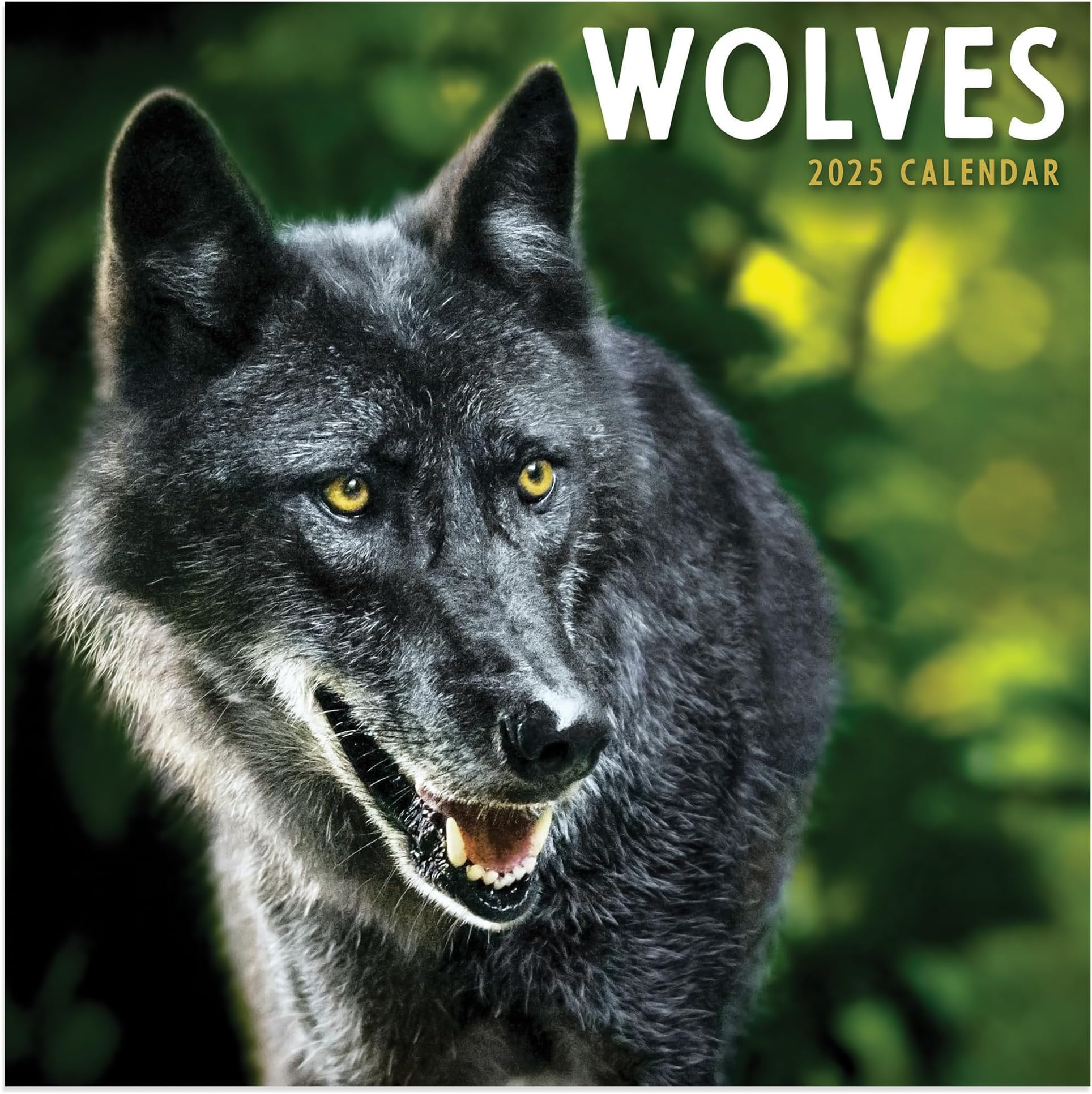 Amazon.com: TF PUBLISHING 2025 Wolves Mini Calendar - Home and Office ...