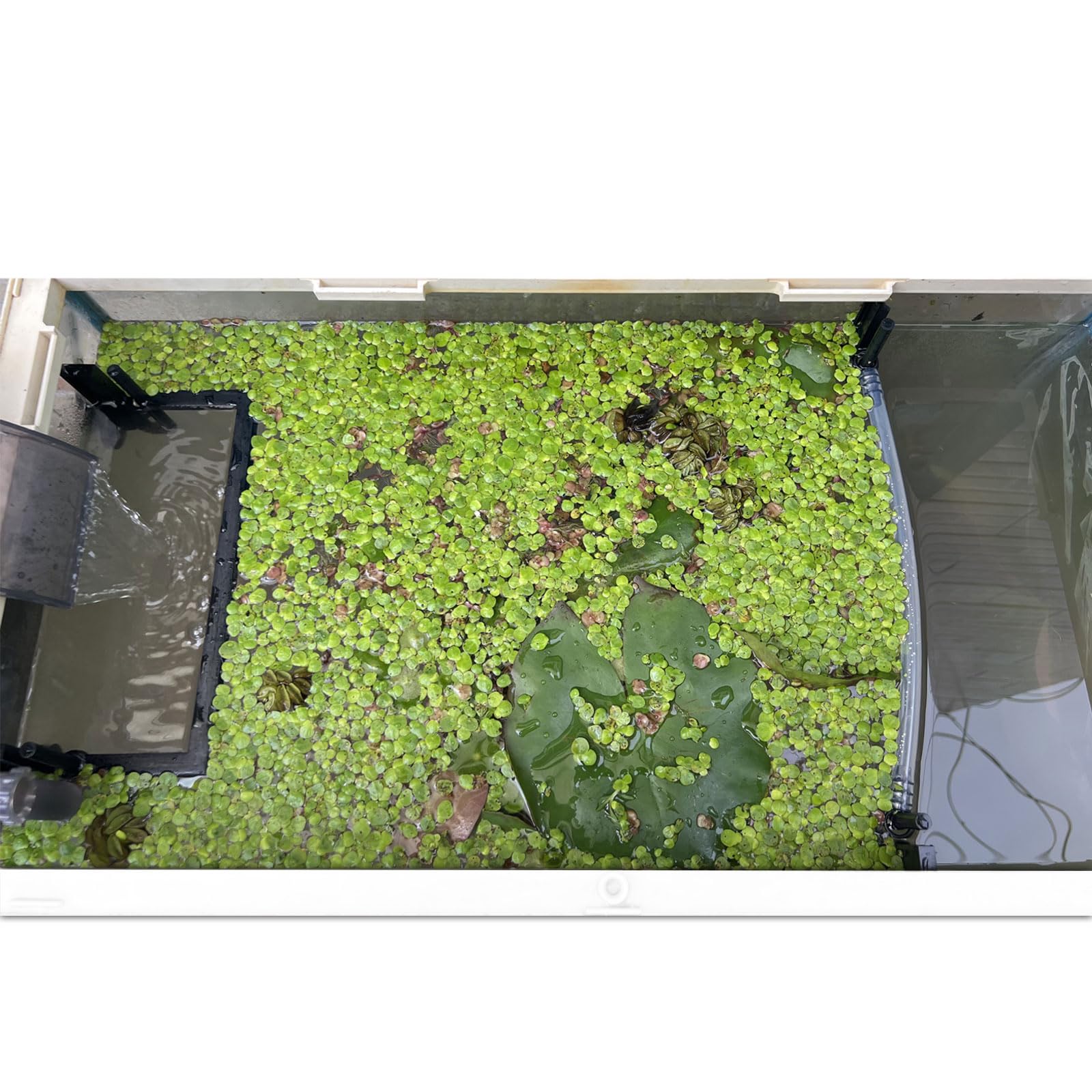 Snapklik.com : HOZOE Floating Plant Fence For Aquarium, Separates ...