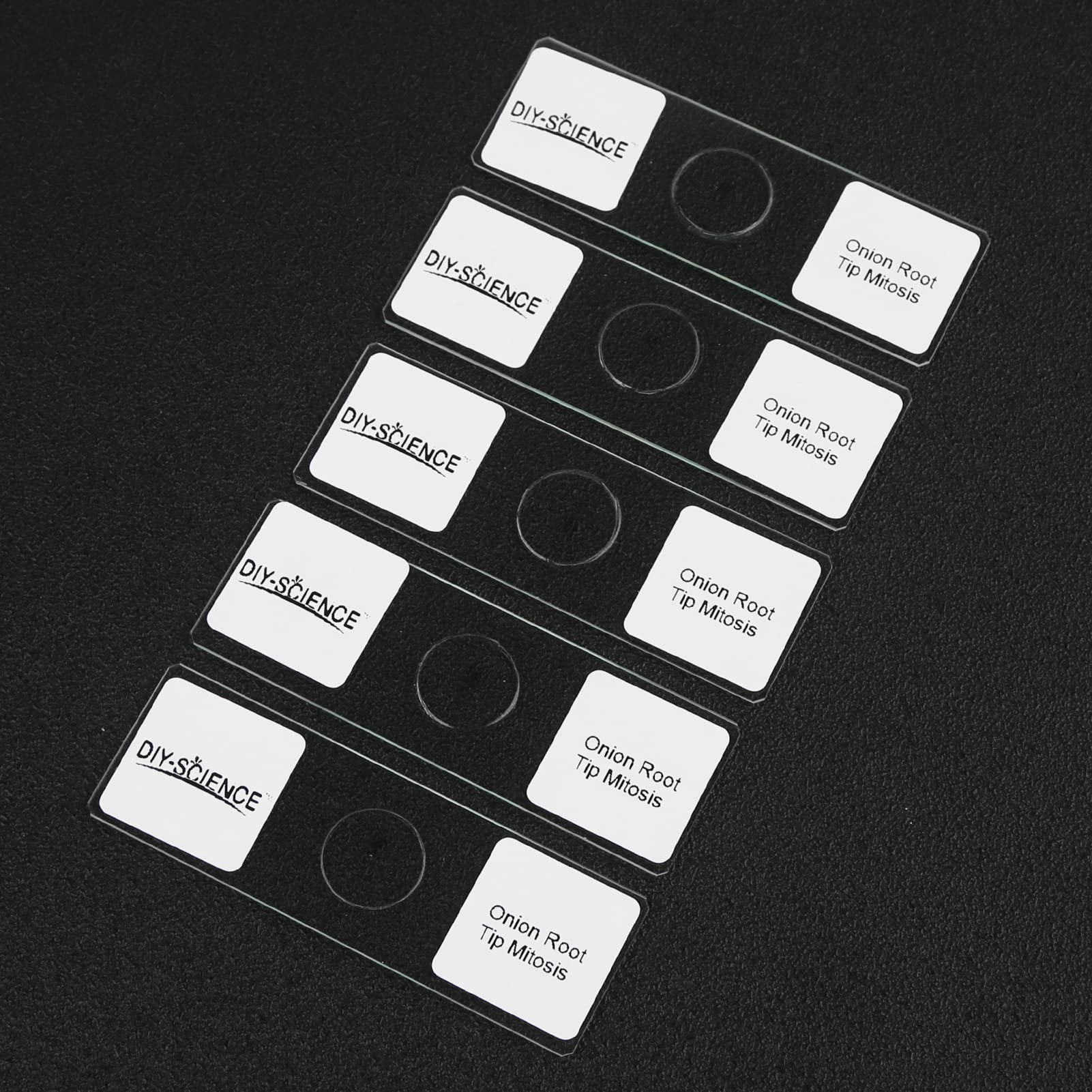 Snapklik.com : Onion Root Tips Cell Mitosis Microscope Slides Set, 5pcs ...