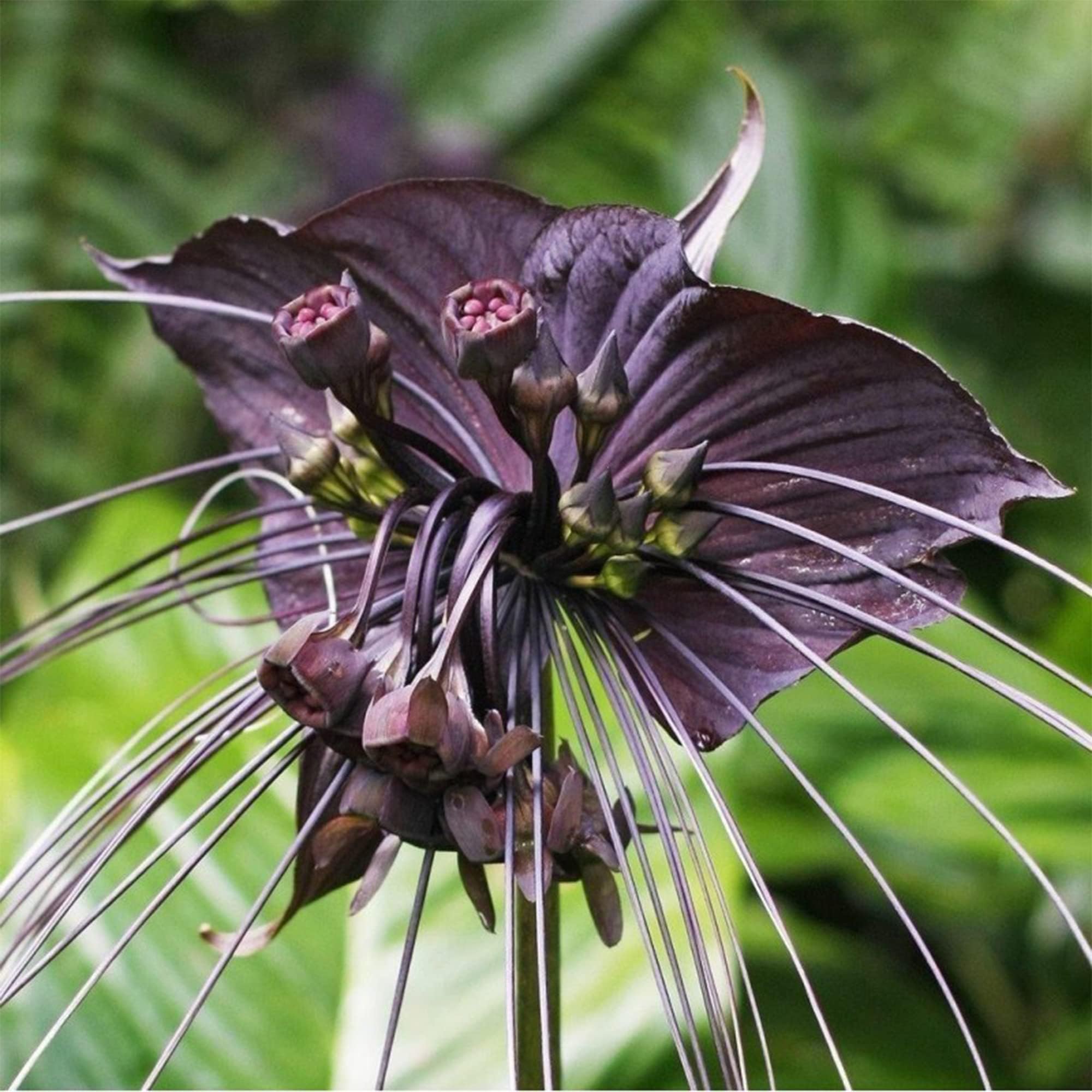Amazon.com : 10 Bat Flower Seeds, Tacca Chantrieri, Devil Flower, Rare ...