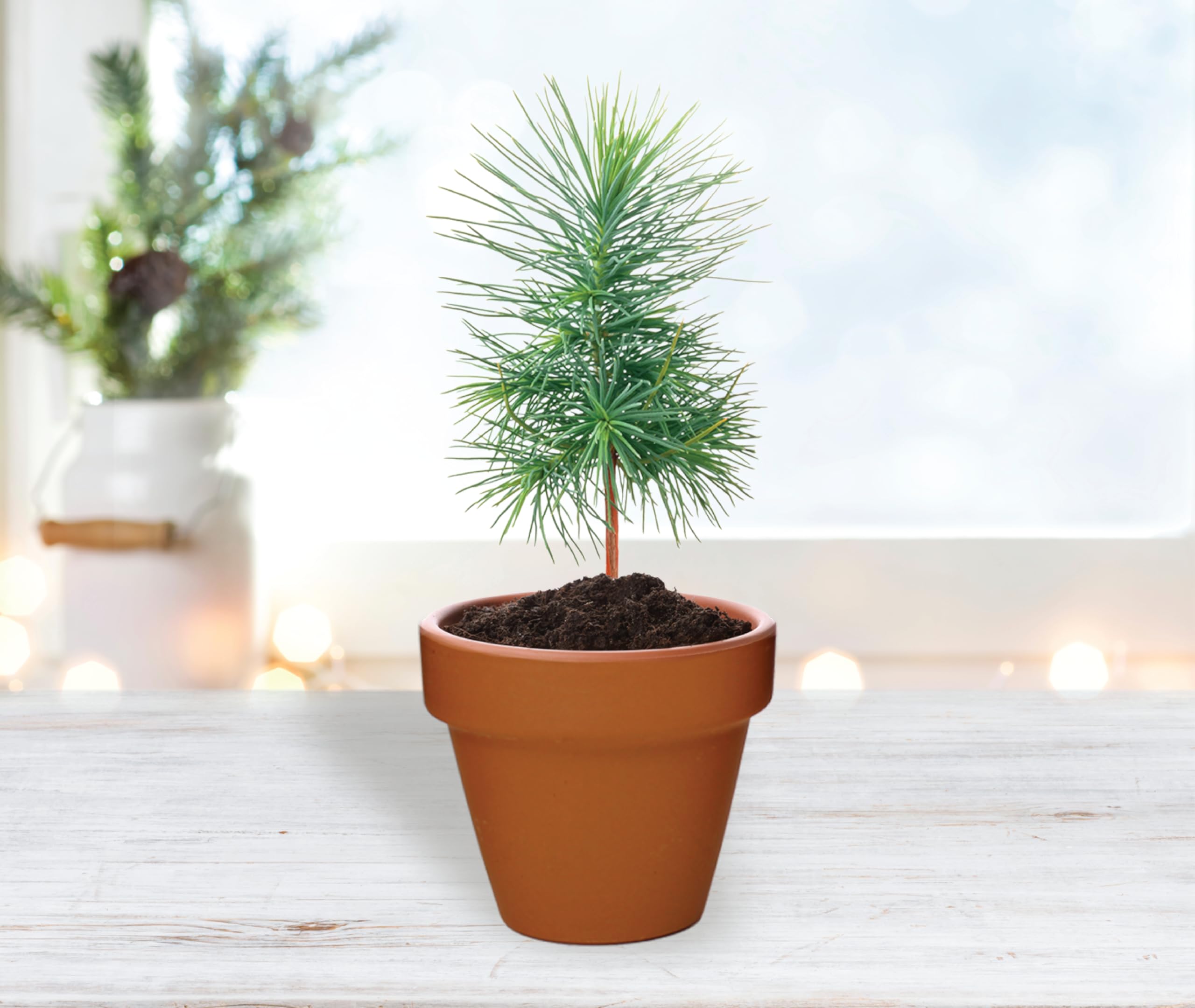 Snapklik.com : BUZZY Seeds Spruce Terracotta Mini Grow Pots Indoor Tree ...