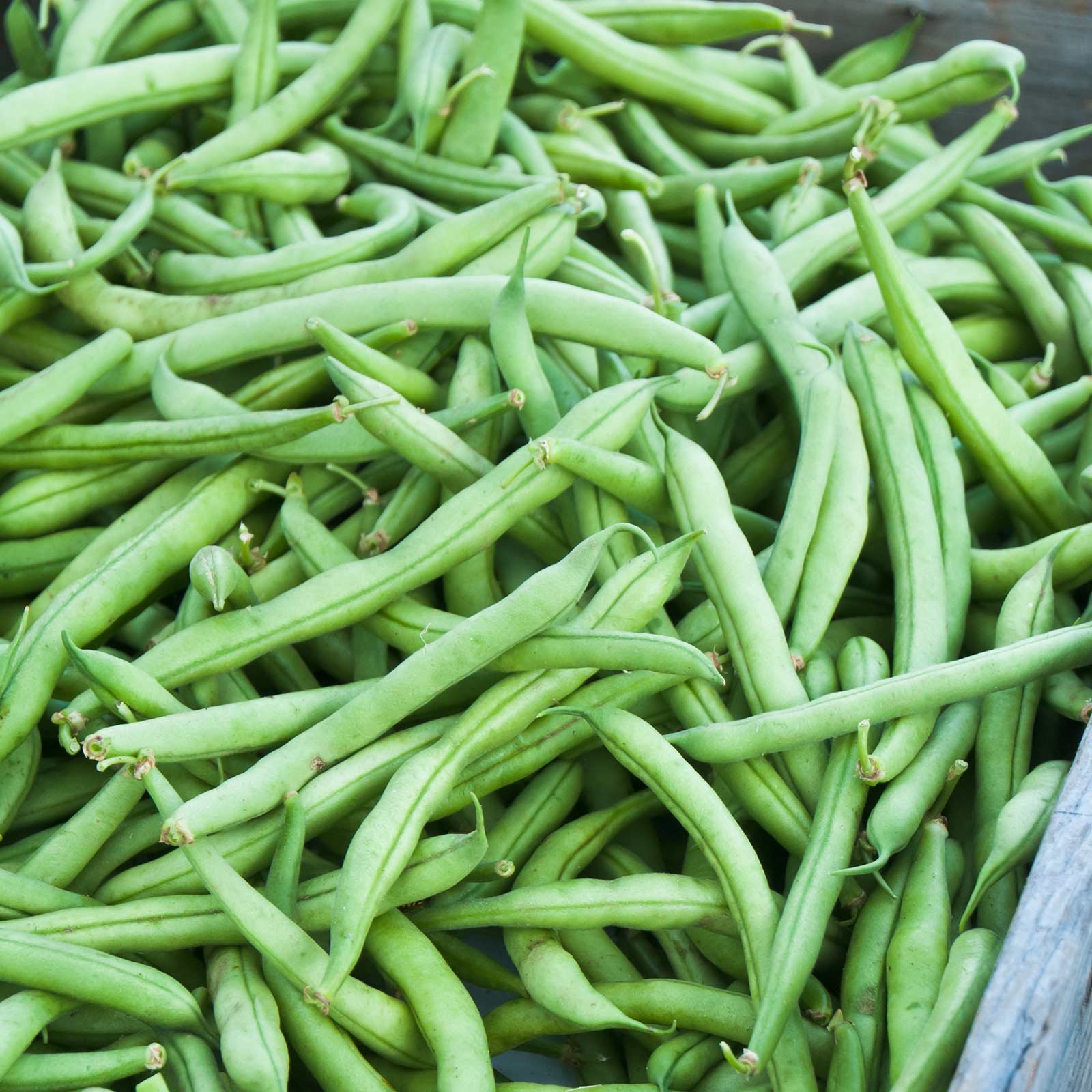 Snap Bean Seeds