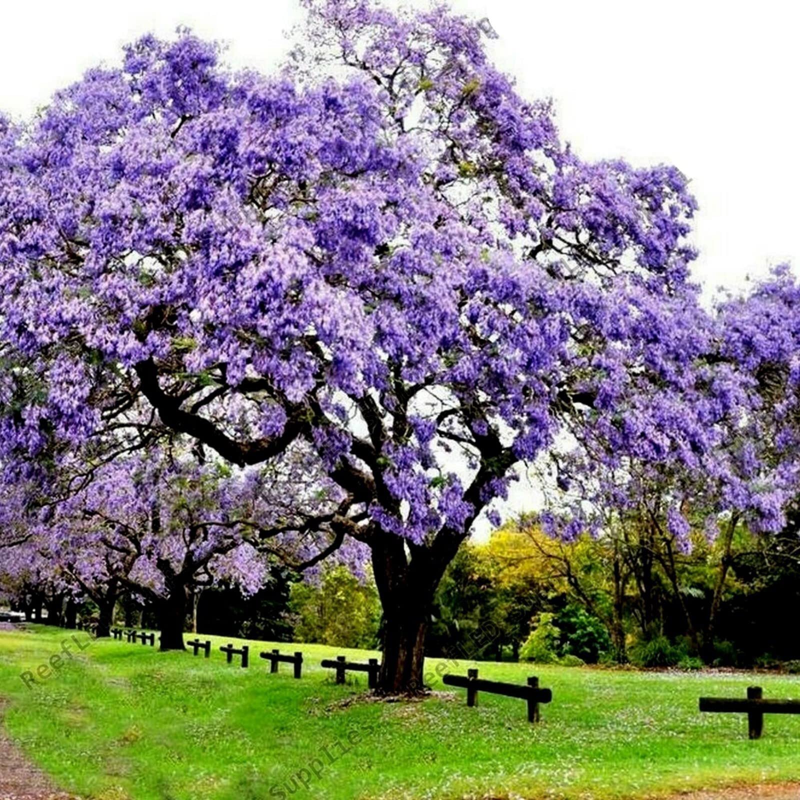 Empress Tree Princess Tree Paulownia Tomentosa 50+ Seeds : Amazon.co.uk ...