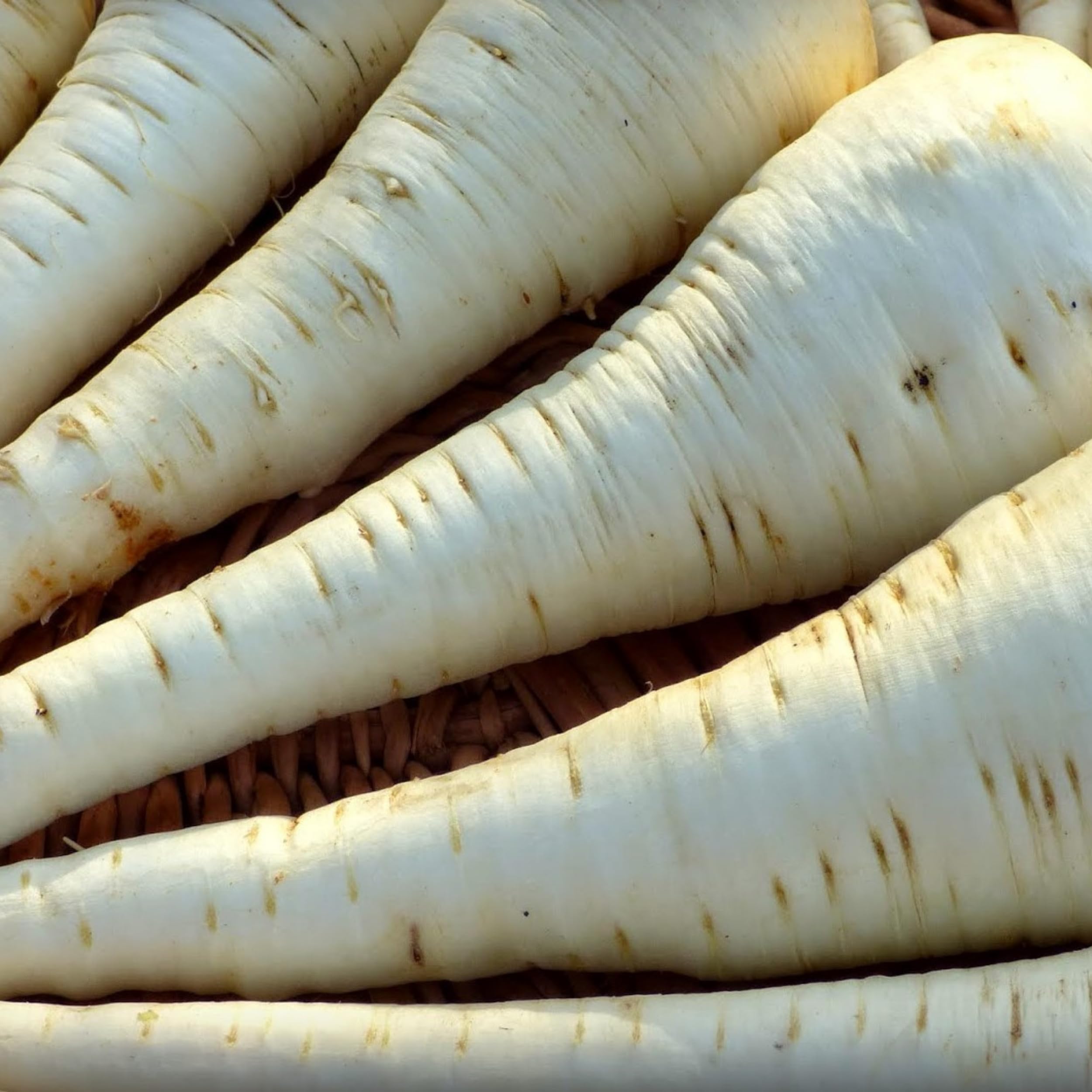 Parsnip Seeds Tender and True – 400 Parsnip Seeds for Planting Very ...