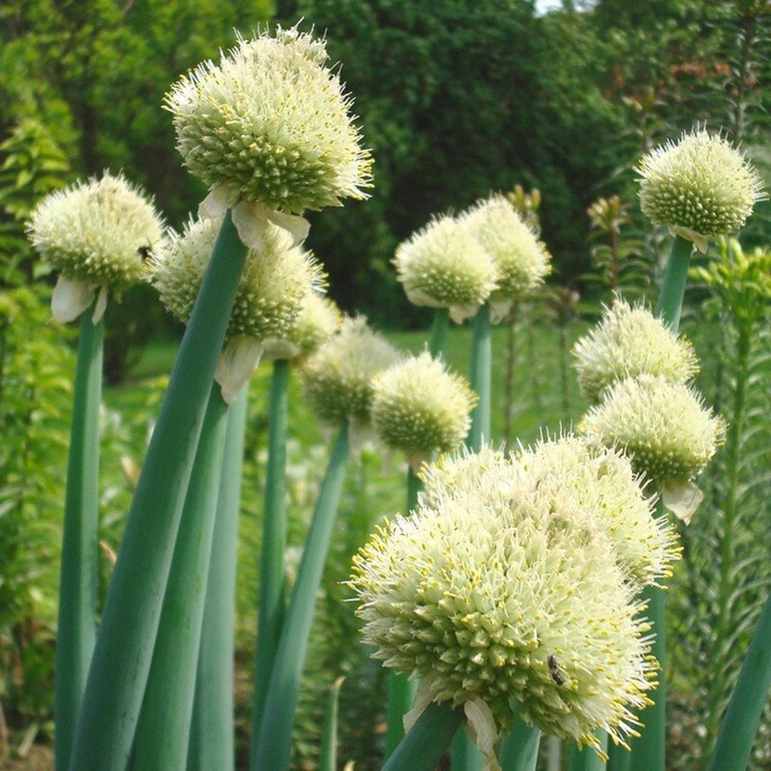 Amazon.com : CHUXAY GARDEN Allium Fistulosum Seed 50 Seeds Edible Green ...