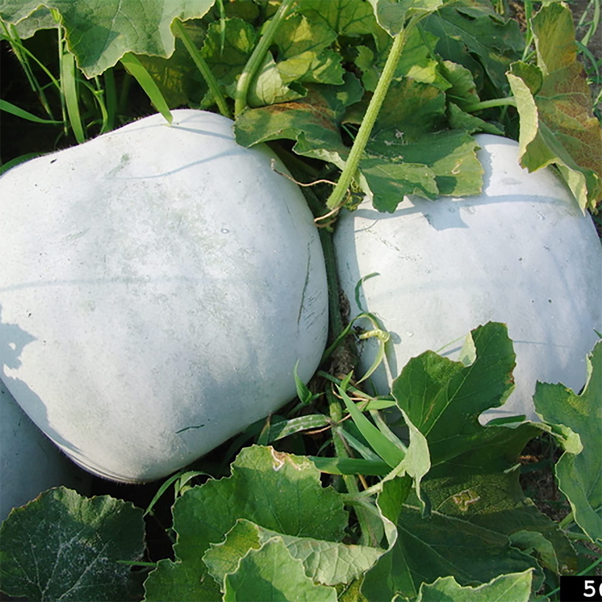 Gourd Seeds 50+ Indian New Type Ganges Ash Gourd, Wax Gourd White ...
