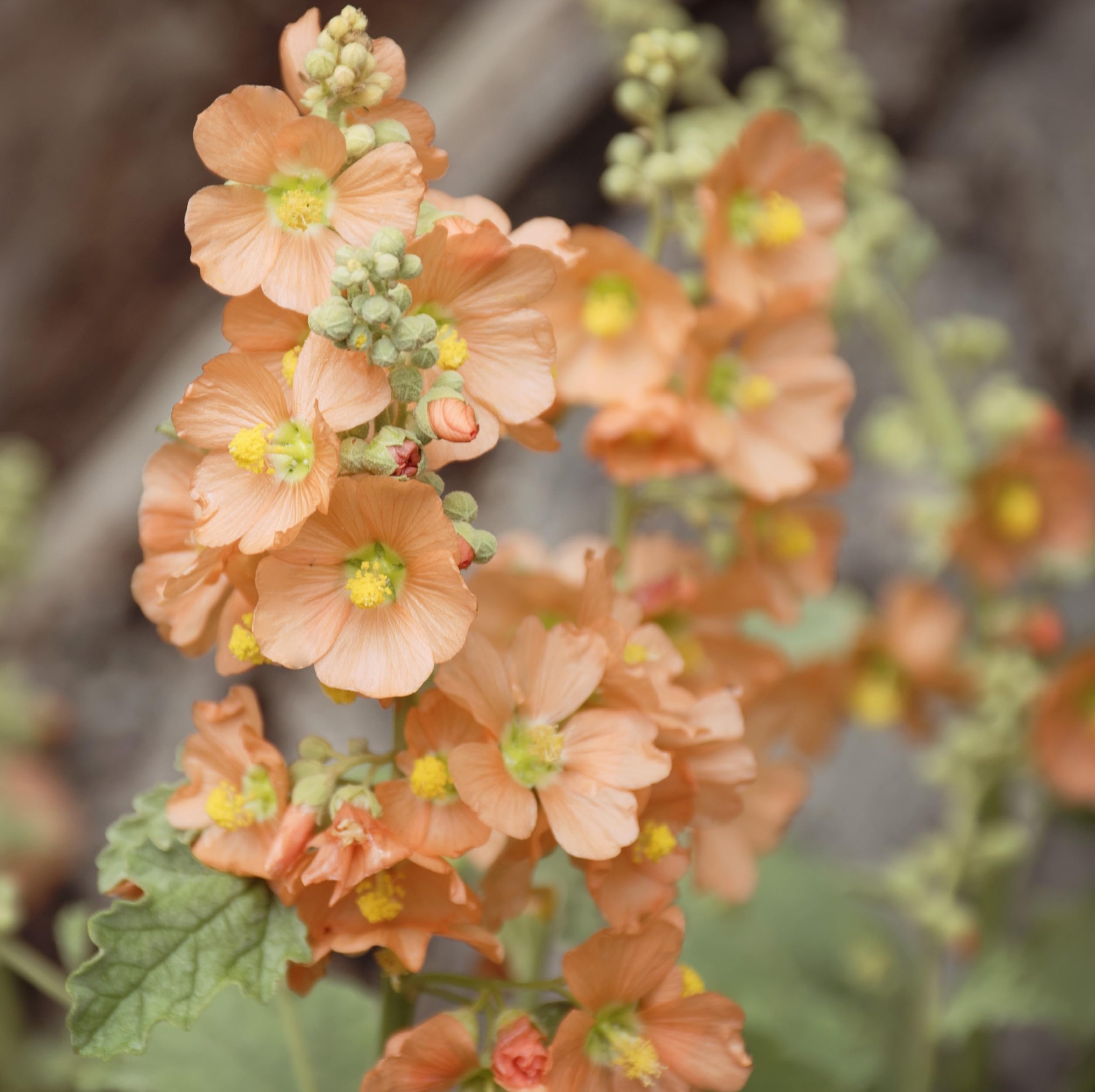 Amazon.com : Earthcare Seeds Globemallow Munro's 1000 Seeds ...