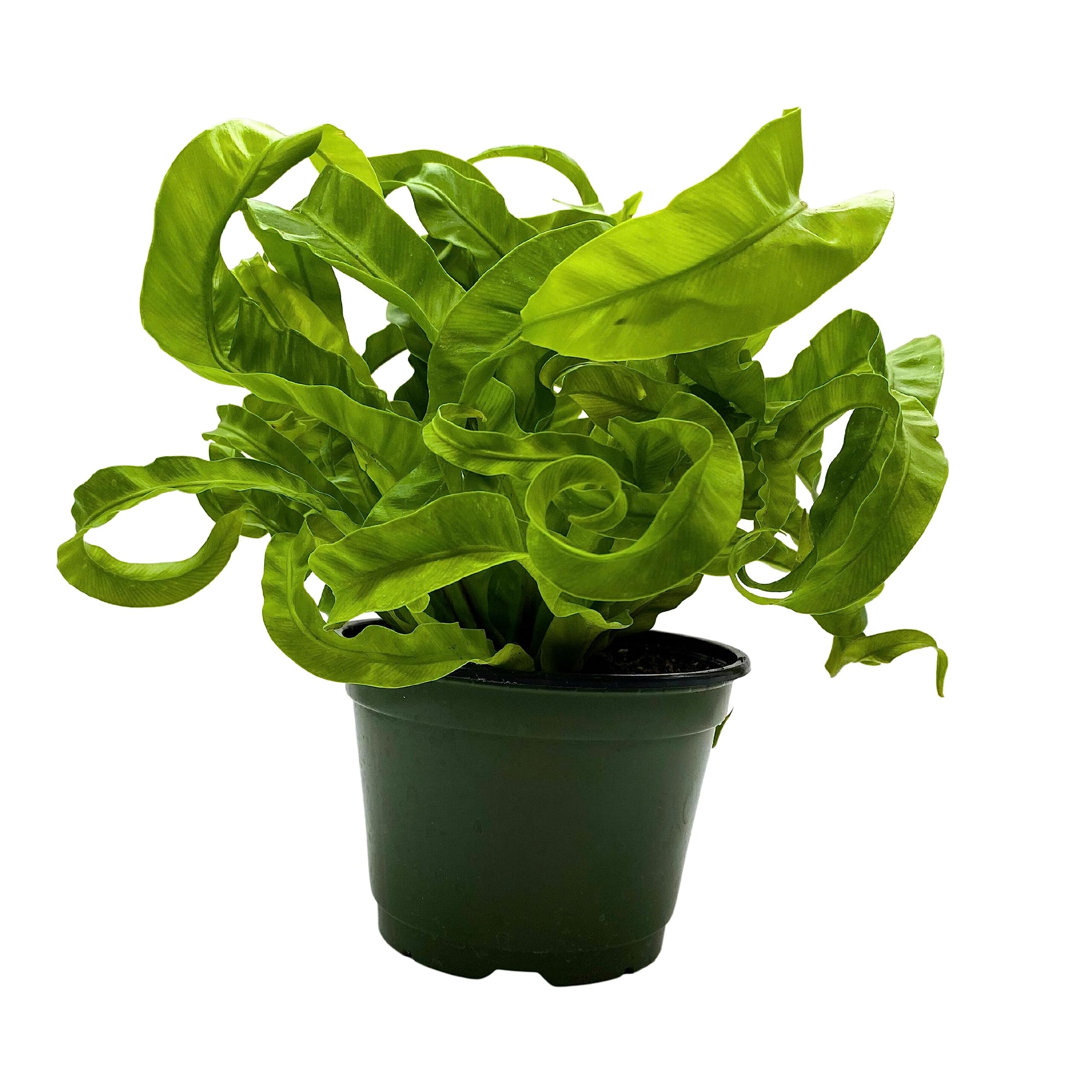 Amazon.com : BubbleBlooms Hurricane Fern, Asplenium Antiquum VITASPHUR ...