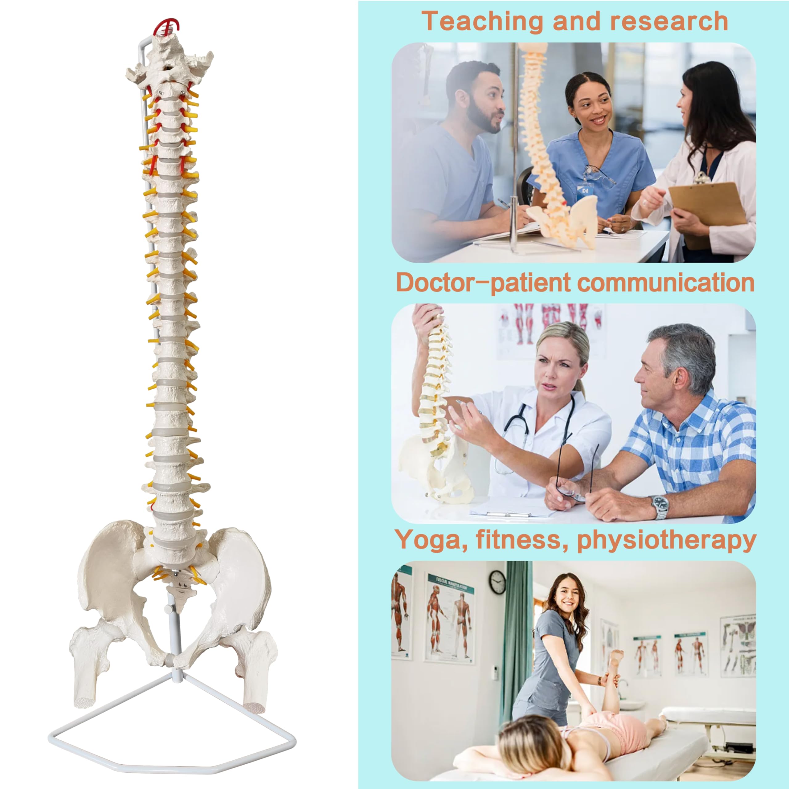 Flexible Spine Model Vision Scientific Flexible Spinal Column Model ...