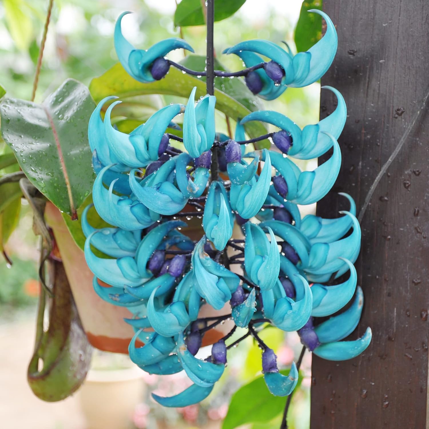 Amazon.com : Strongylodon Macrobotrys Seeds Jade Vine Perennial Woody ...