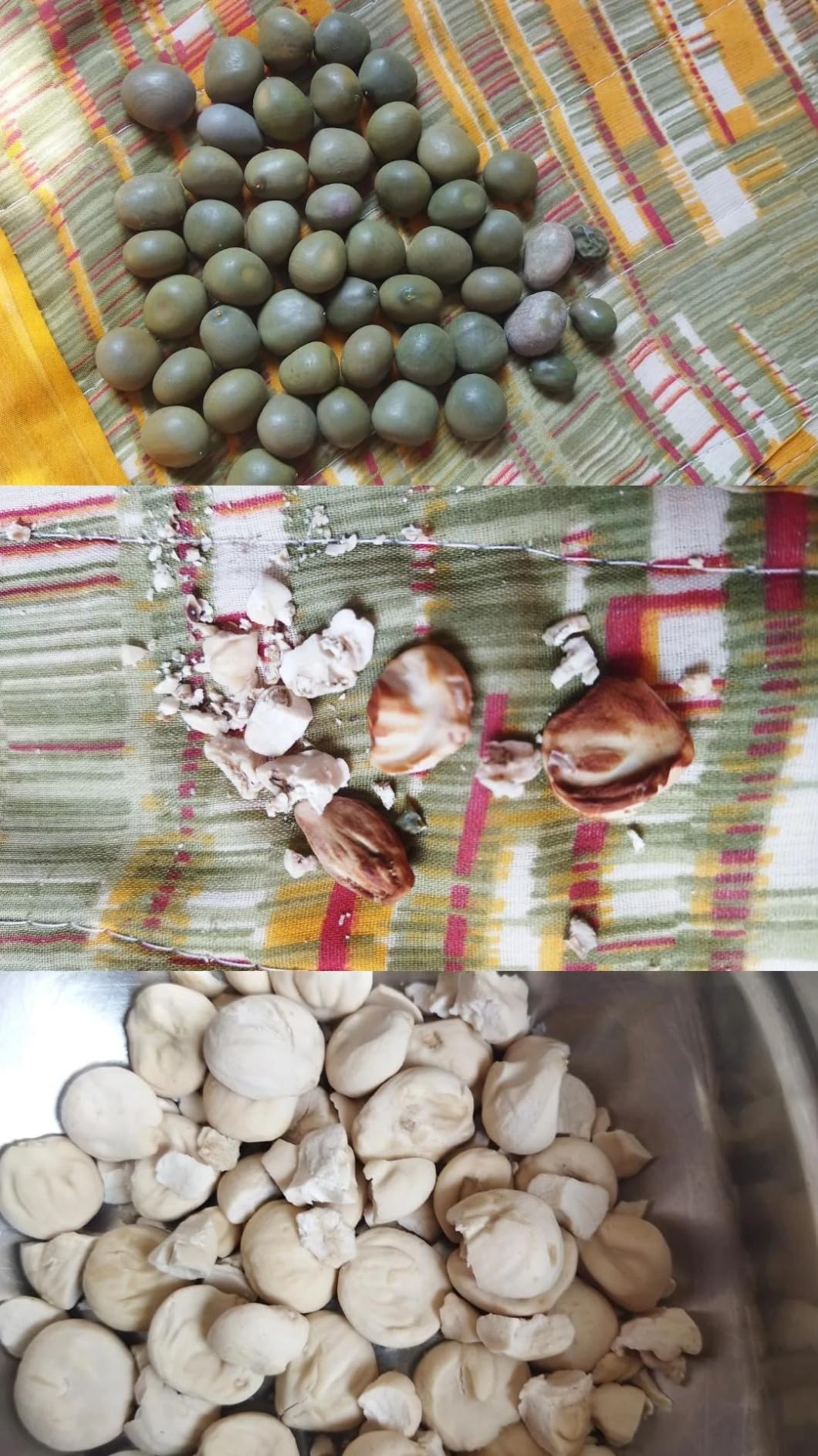 Buy SPS MARKETING Gajga|Fever Nut|Kalarchikai|Caesalpinia Bonducella ...