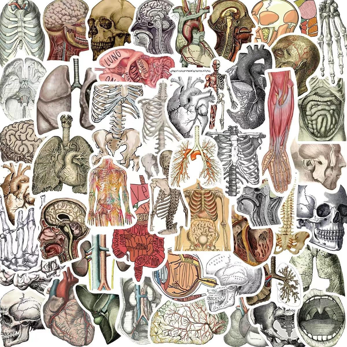 Amazon.com: 55 pcs Anatomy Vinyl Sticker Pack- Vintage Human Anatomy ...