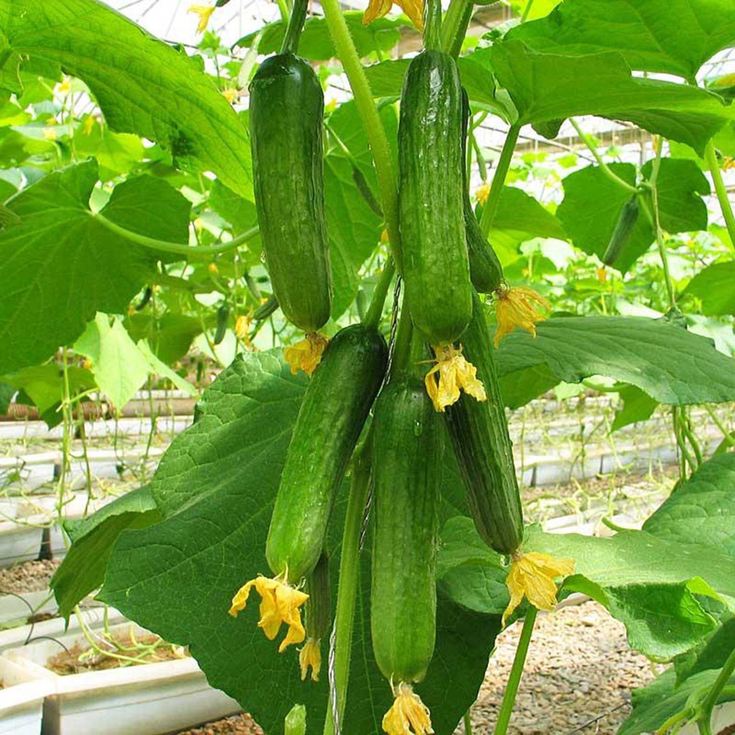 Dozenla Seeds Organically Grown Persian Beit Alpha A K Lebanese ...