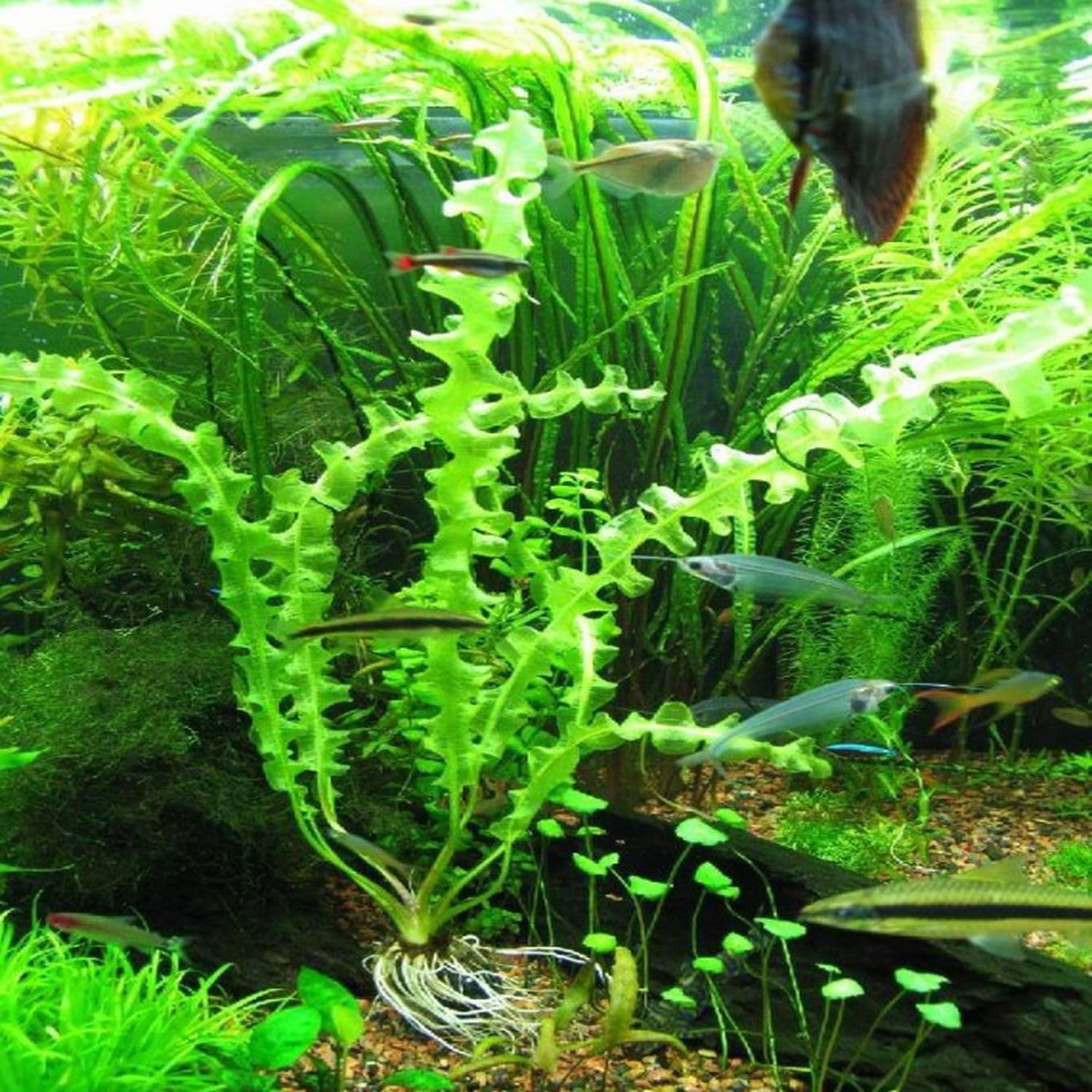 Amazon.com: Mainam Aponogeton Capuronii Bulb US Nursery Live Aquarium ...