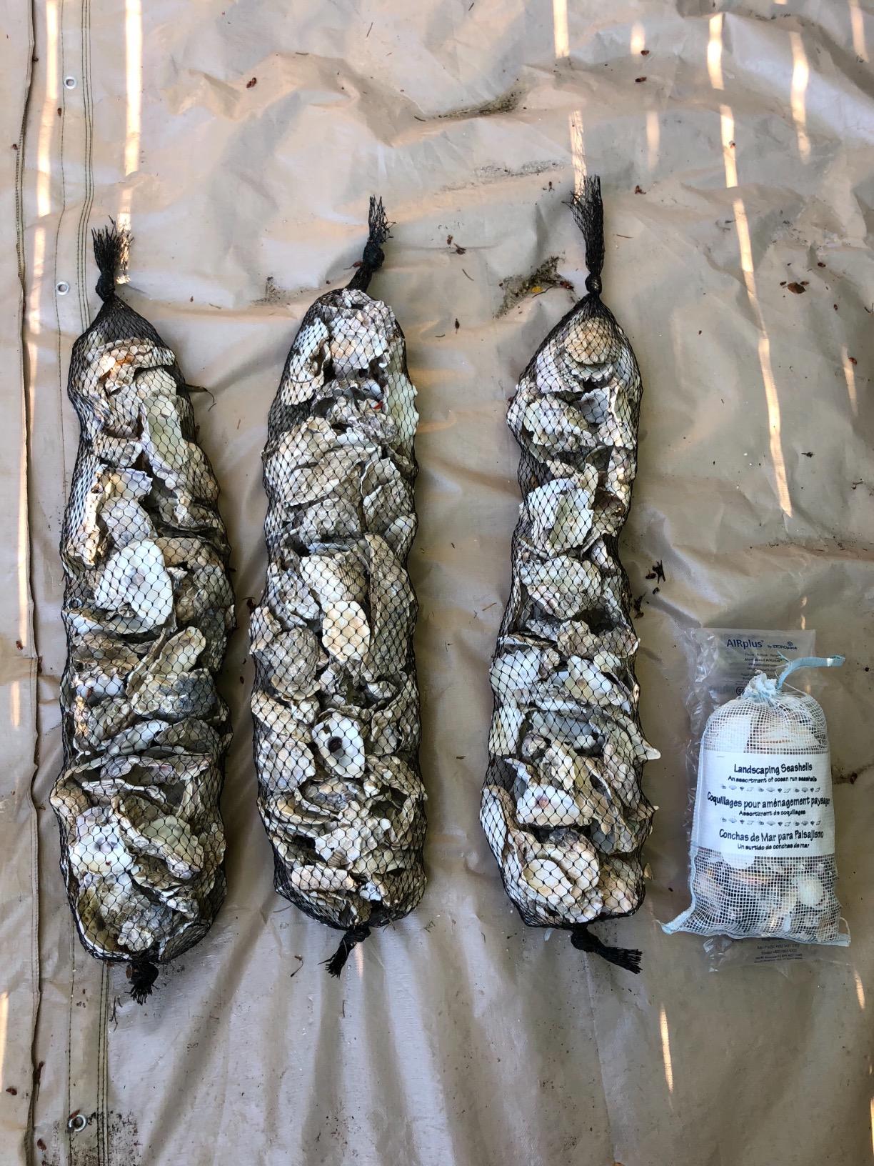 Amazon.com: U.S. Shell 67410 Landscaping Seashells 5lbs : Patio, Lawn ...