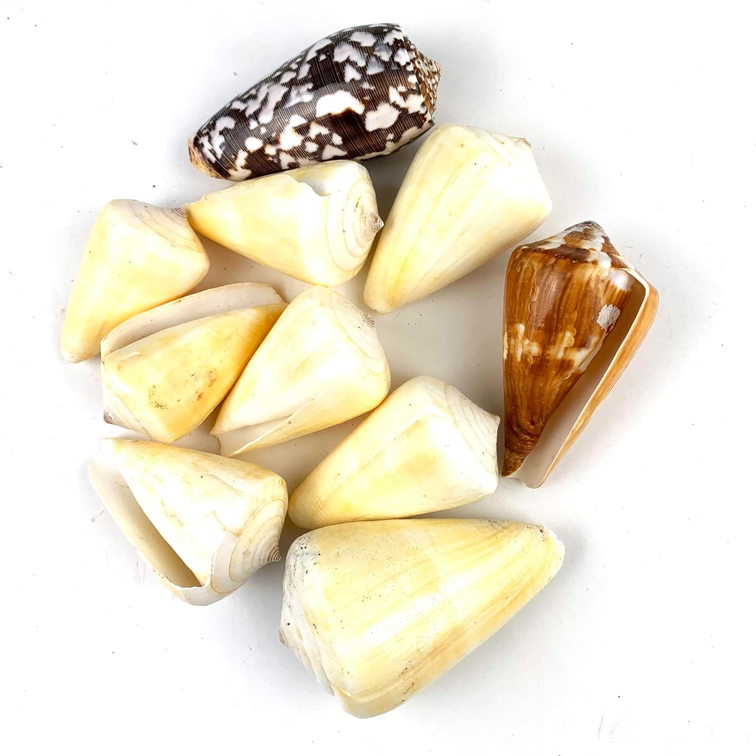 Amazon.com: Heyiwell 10PC Assorted Polished Cones Seashells 2"~3" Inch ...