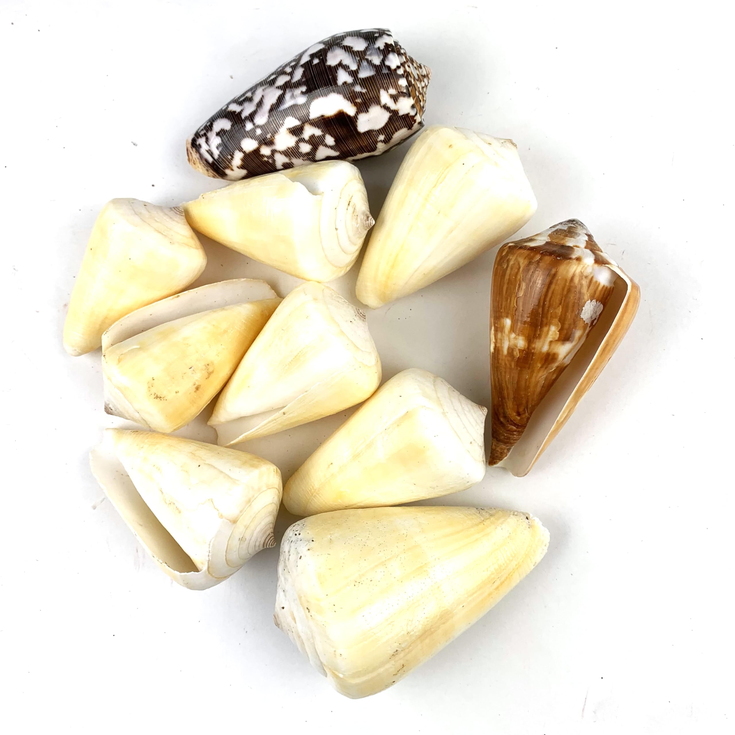 Amazon.com: Heyiwell 10PC Assorted Polished Cones Seashells 2"~3" Inch ...