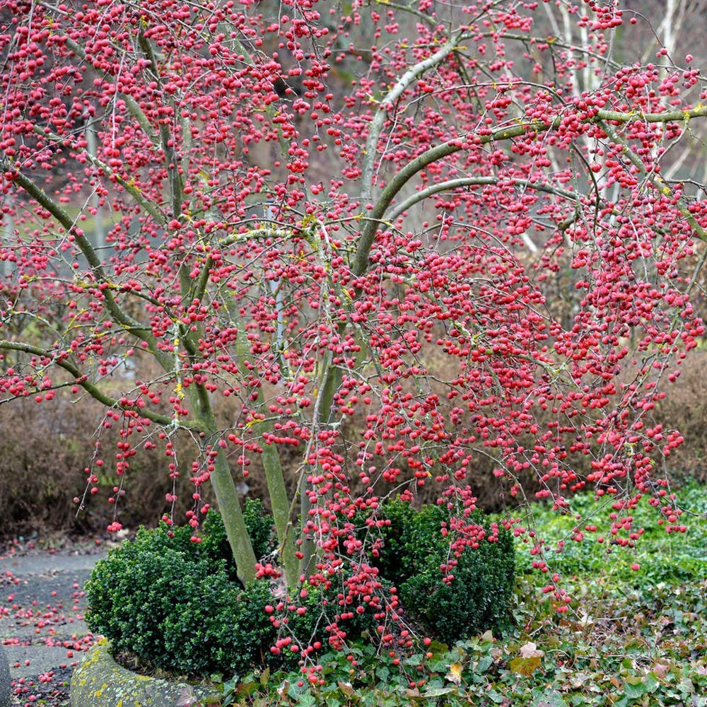 Ornamental Apple Tree