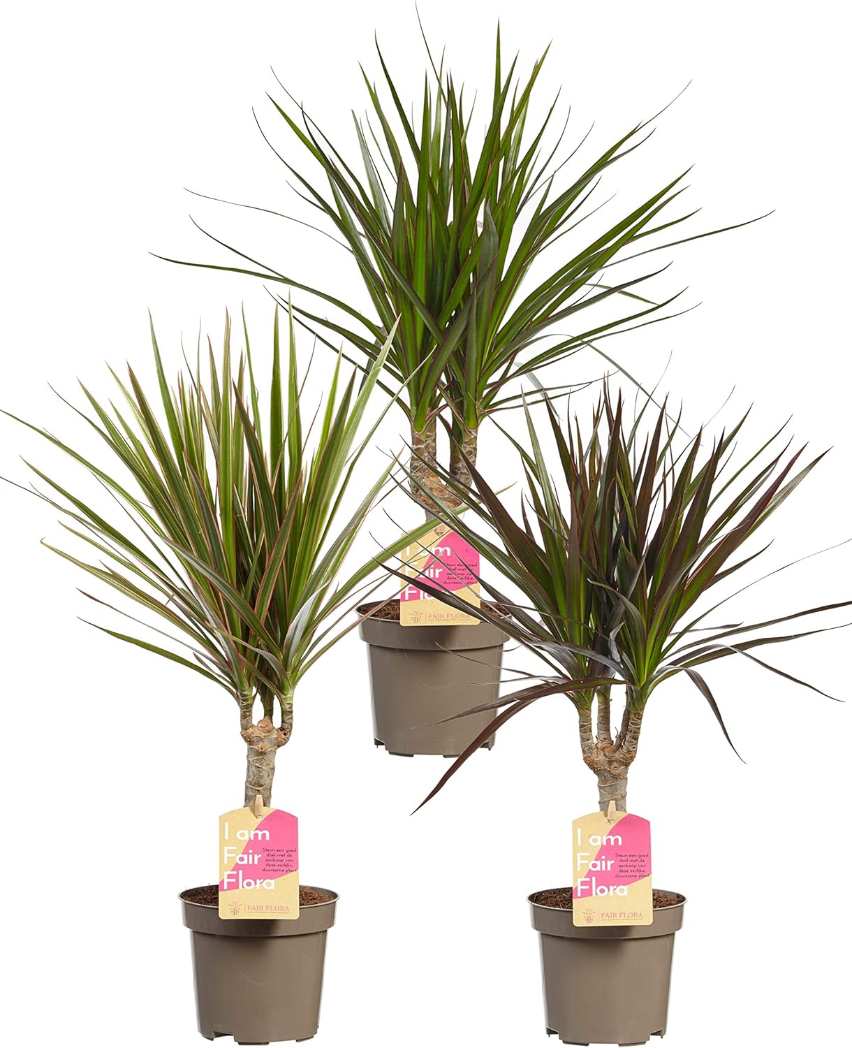Dracaena Marginata Mix | 3 Plants | houseplant | 45 cm | Pot 11 cm ...