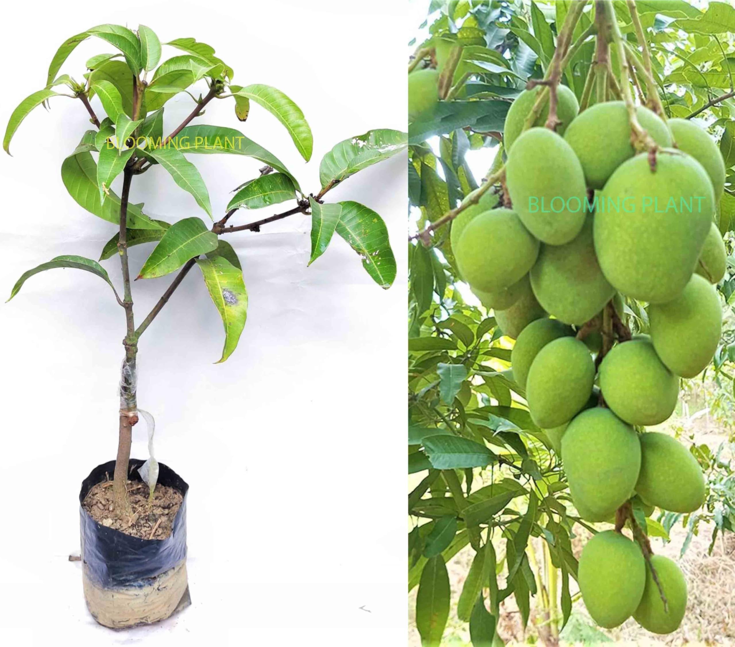 Rukonza Sweet Tamarind/Imli Grafted Fruit Plant (Tamarindus Indica ...