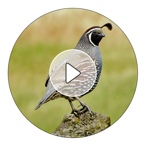 Quail Bird Sounds And Ringtones - App on Amazon Appstore