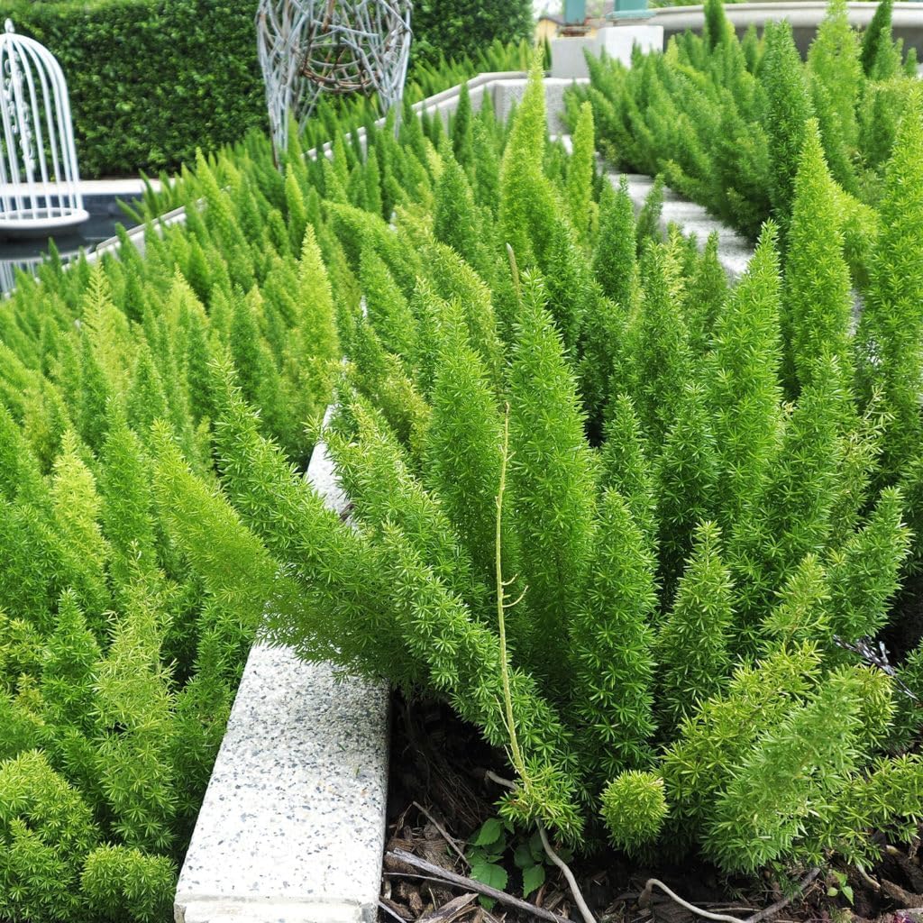 Amazon.com : Foxtail Fern | 2 Extra Large 3 Gallon Plants | Asparagus ...