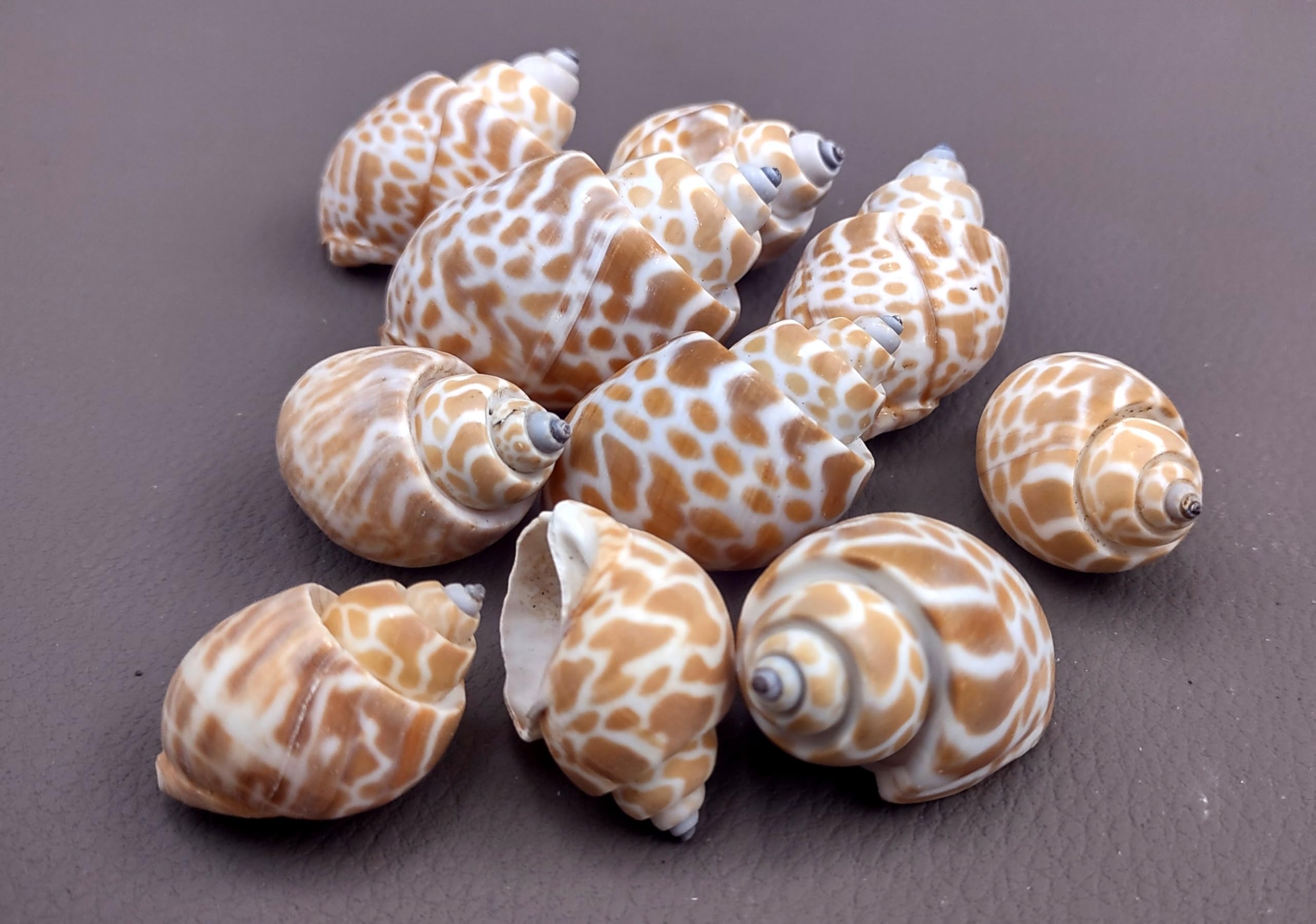 Brown Sea Shell Bulk Diy Craft Shell Decorative Shells Home ...