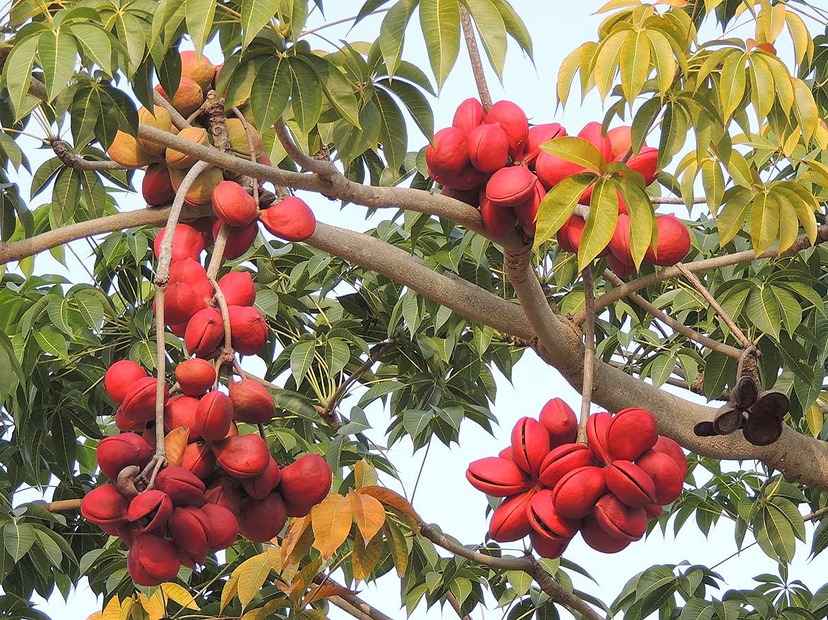 Green World Serculia Foetida/China Almond/Java Olive Tree Seeds for ...