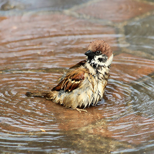 Funny Wet Birds at rain LWP - App on Amazon Appstore