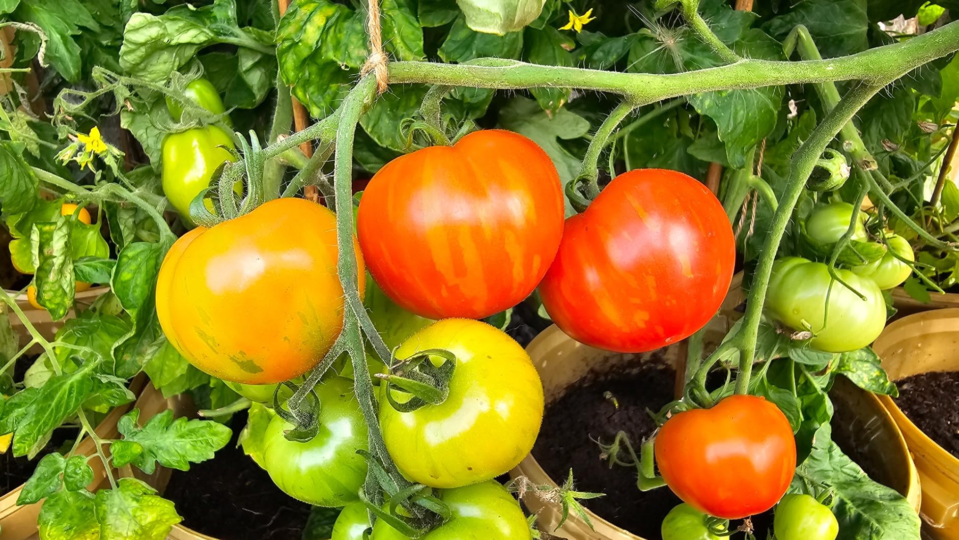 Nature Safe Organic Feed Tomato Food with Seaweed & Plant Food with ...