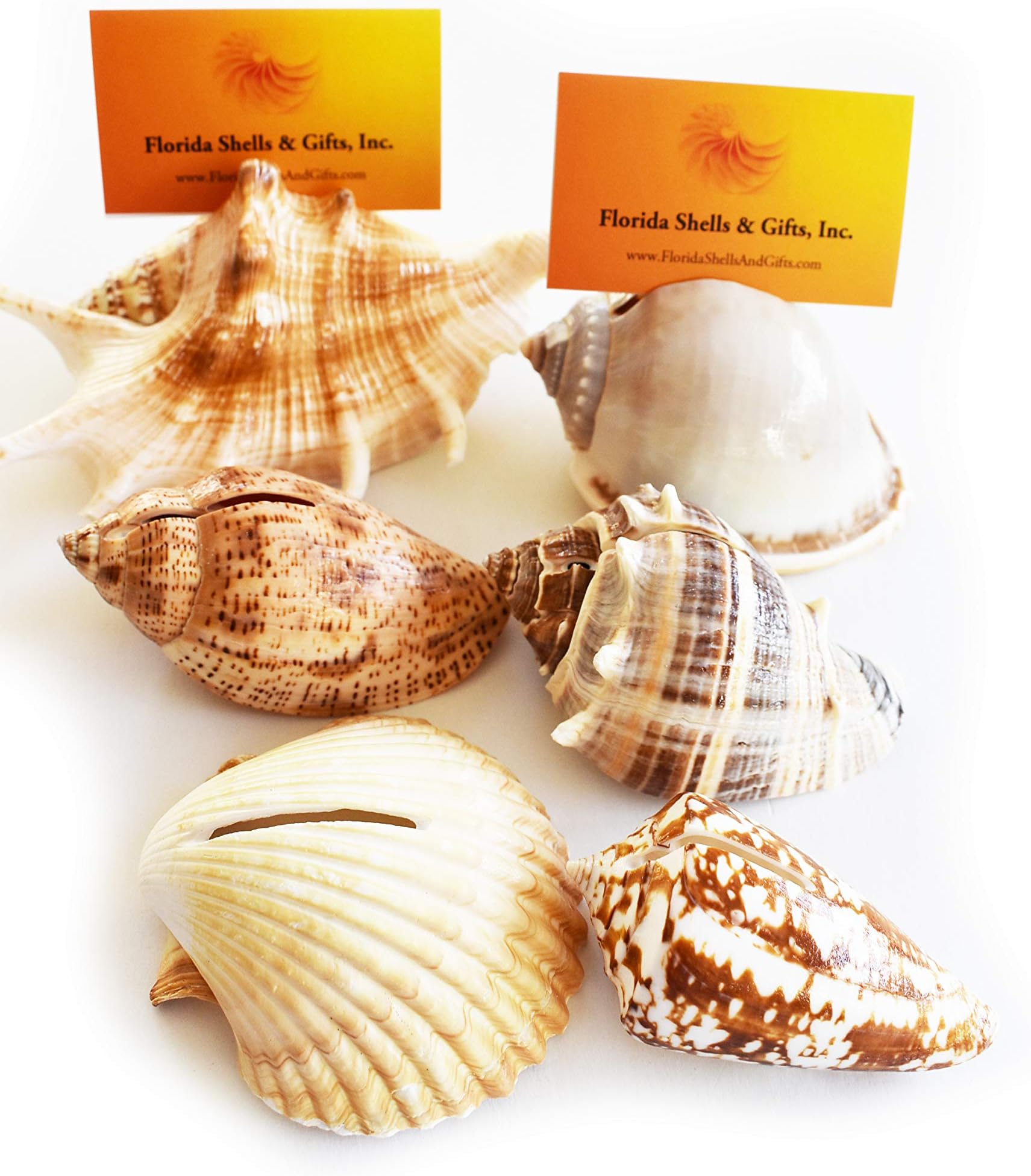 Amazon.com: Set of 50 Genuine Seashell Place Card Holders Beach Wedding ...