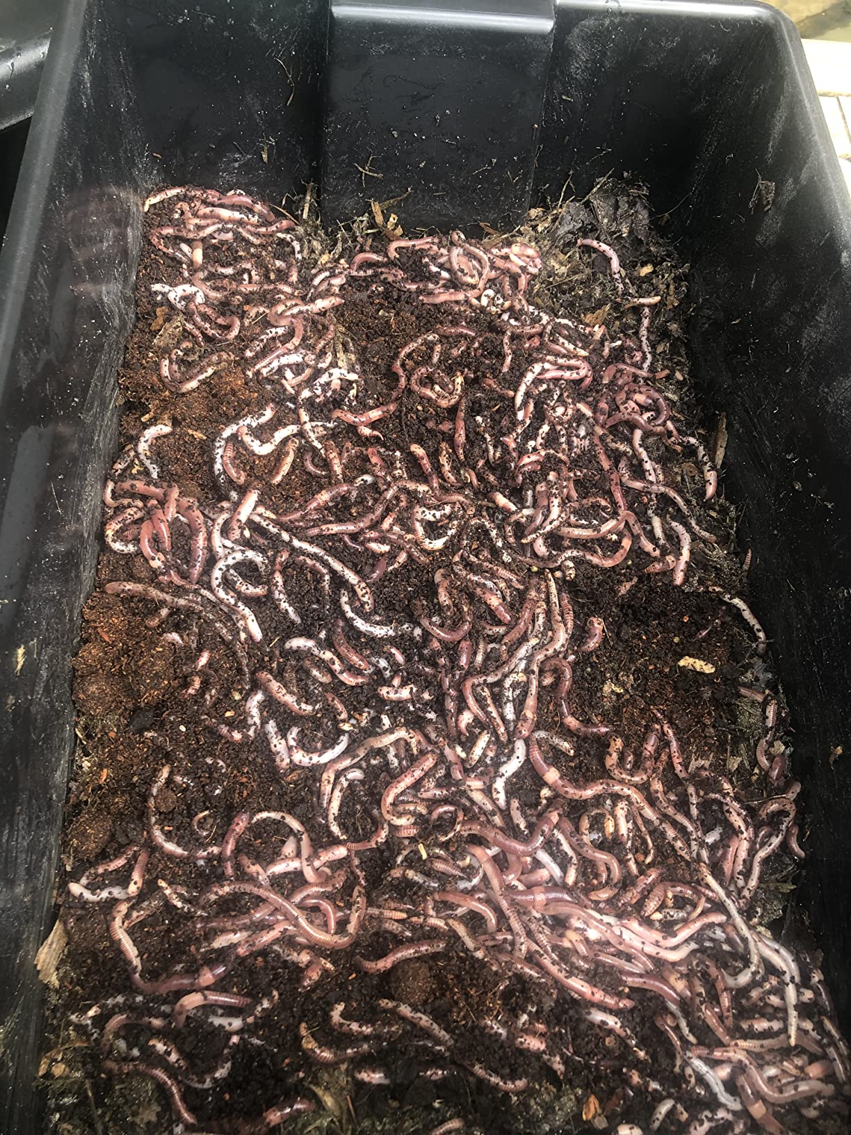Yorkshire Worms TIGER WORMS - Suitable for Composting and Wormery ...