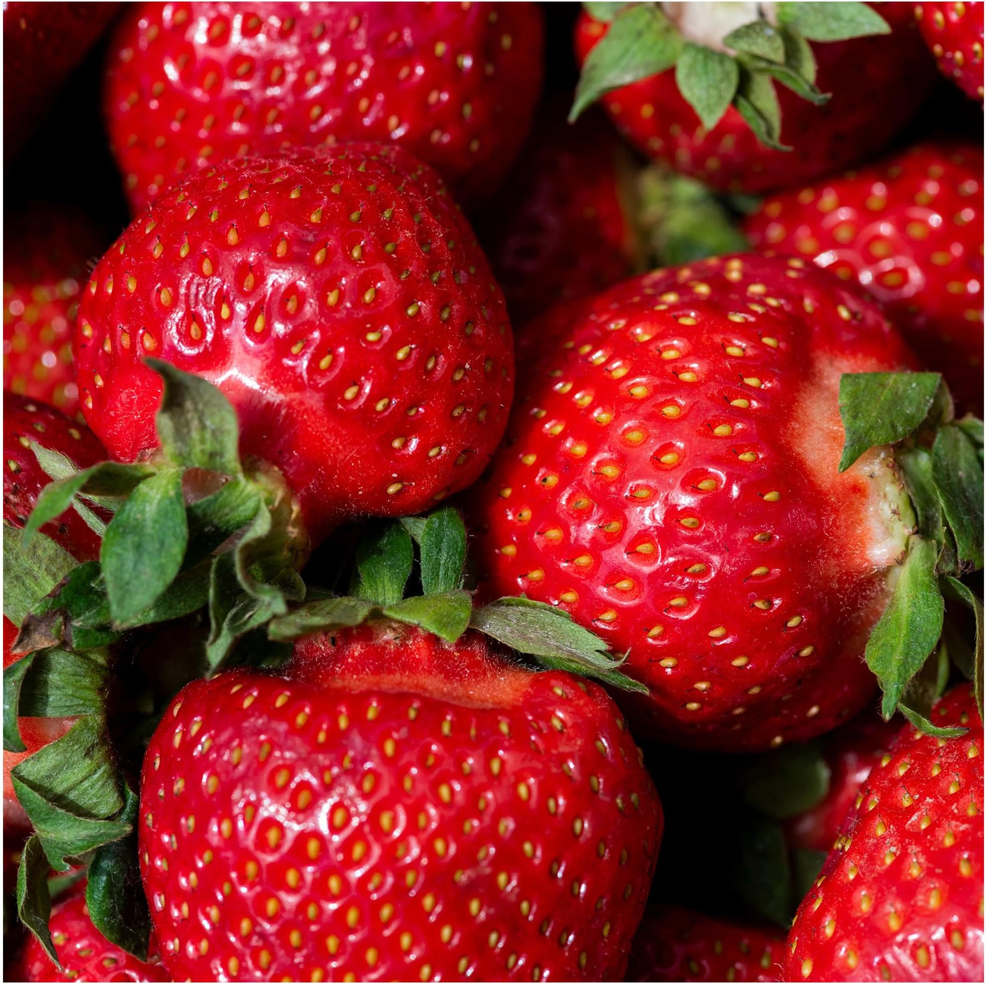 Amazon.com : Eversweet Strawberry Bareroot Plants (20-Pack ...