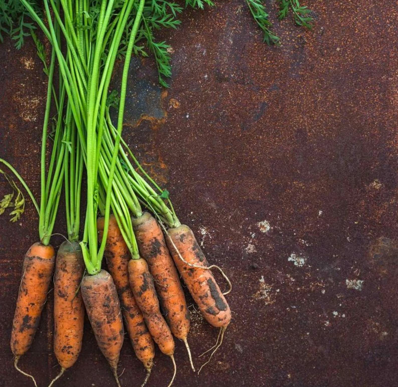 Amazon.com : 1200 Little Finger Carrot Seeds for Planting Heirloom Non ...