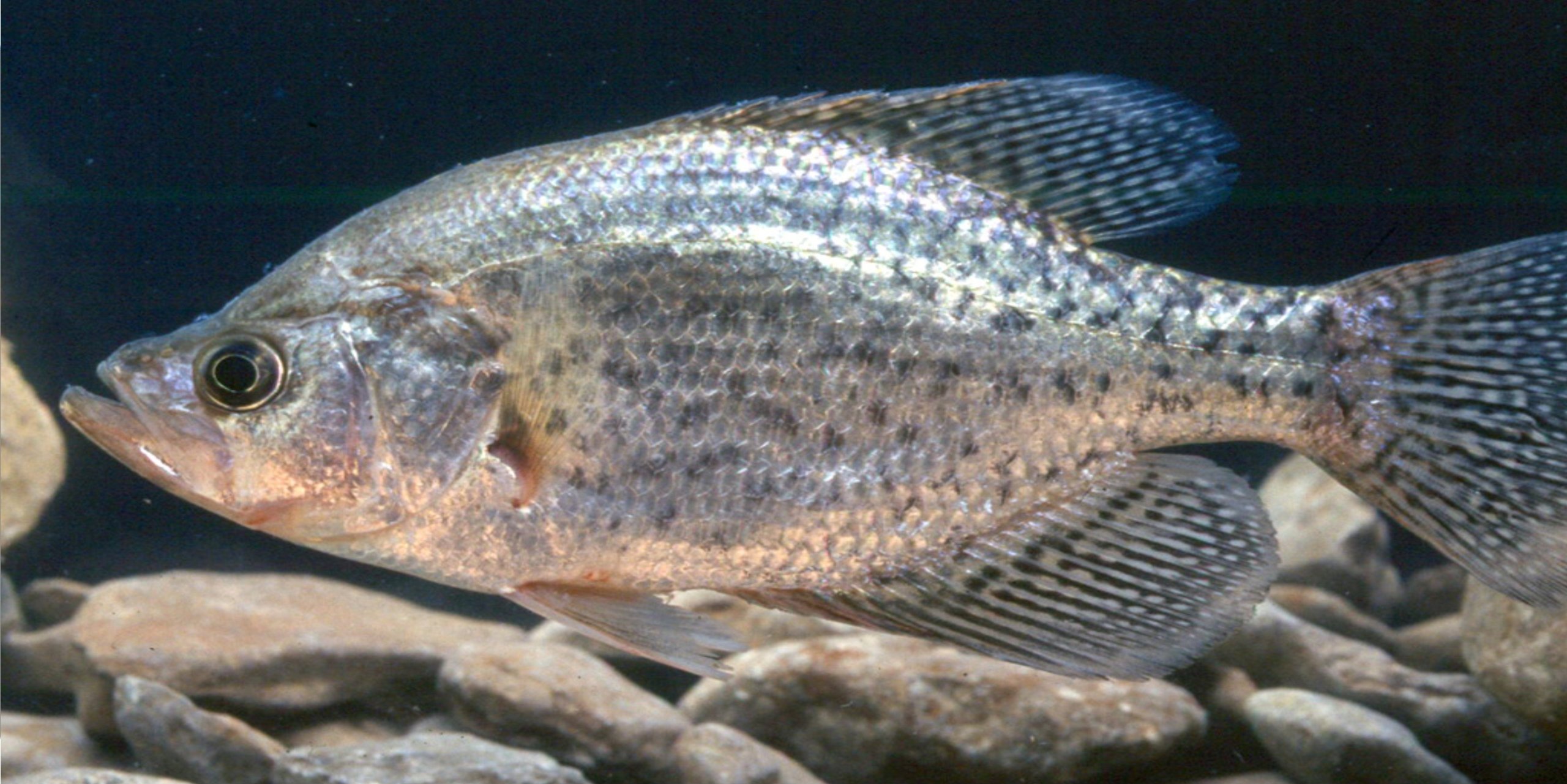 Crappie Underwater
