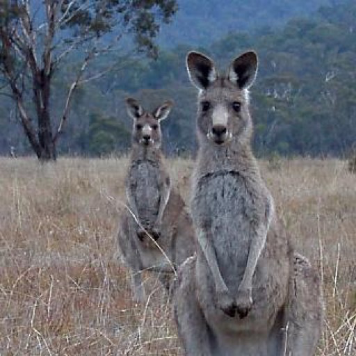 Aplicación Marsupial Wallpaper -- HD Wallpapers of Marsupials! en ...