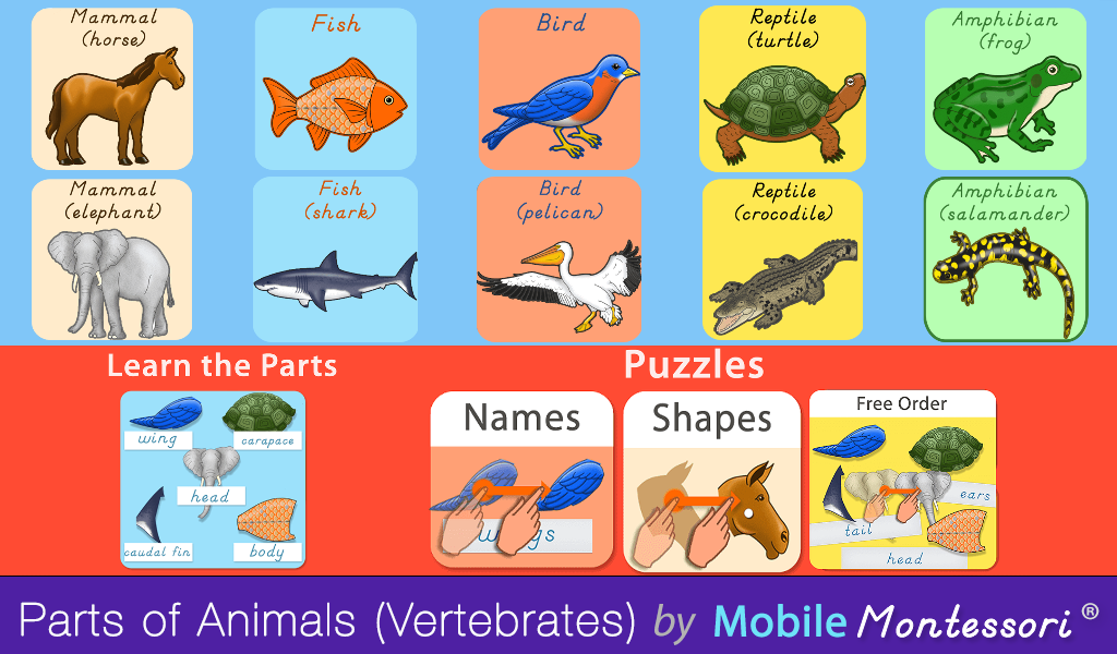 Parts of Animals (Vertebrates) - Montessori Approach to Zoology:Amazon ...