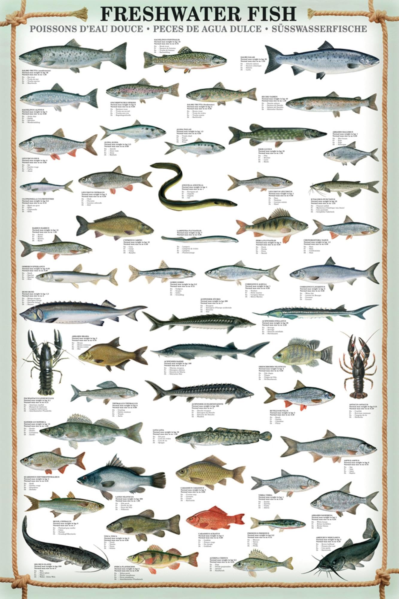 Amazon.com: AllPosters Wall Poster Fresh Water Fish Educational Poster ...
