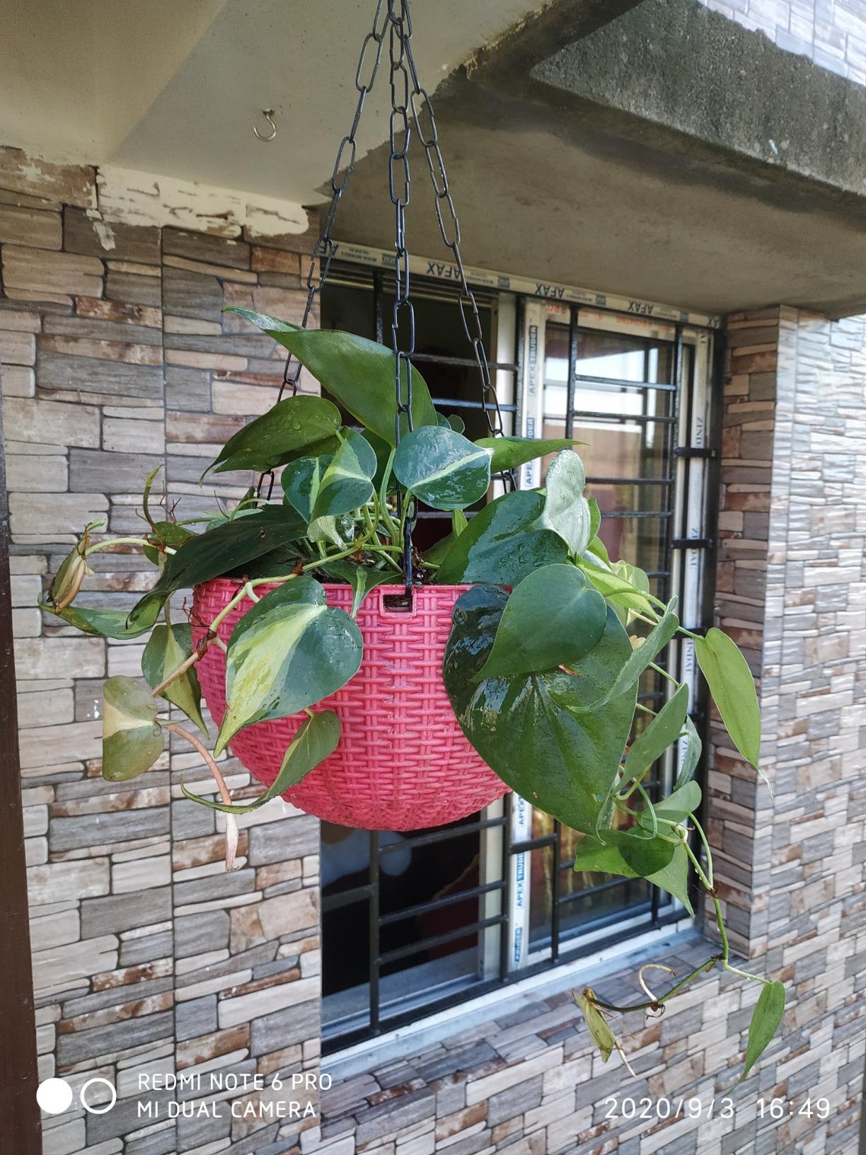 Buy CAPPL Philodendron Plants with Pots (Pack of 3 Plants) Online at ...