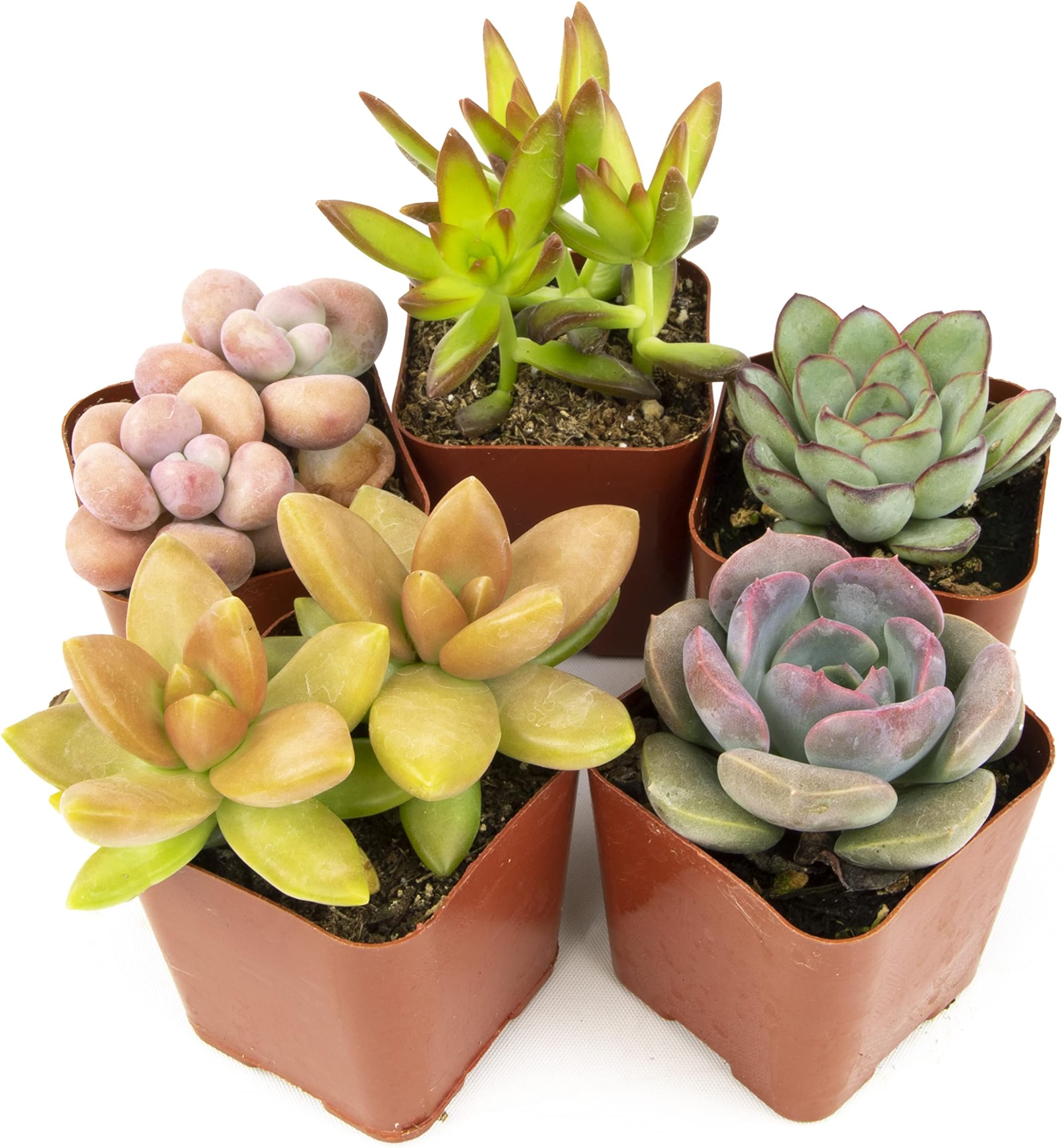 Amazon.com : Live Succulent Plants (5 Pack), 2" Live Succulents Fully ...