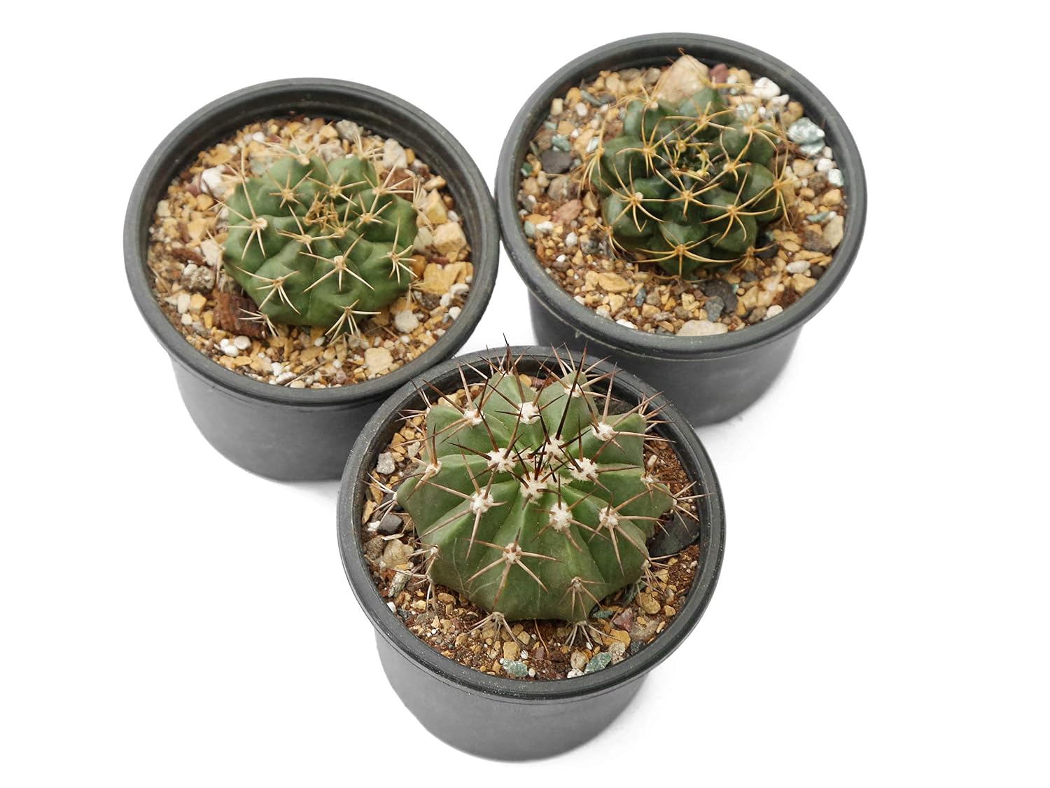 Cactus Company's Trio Cacti Combo (Melocactus Cactus,Gymnocalycium ...